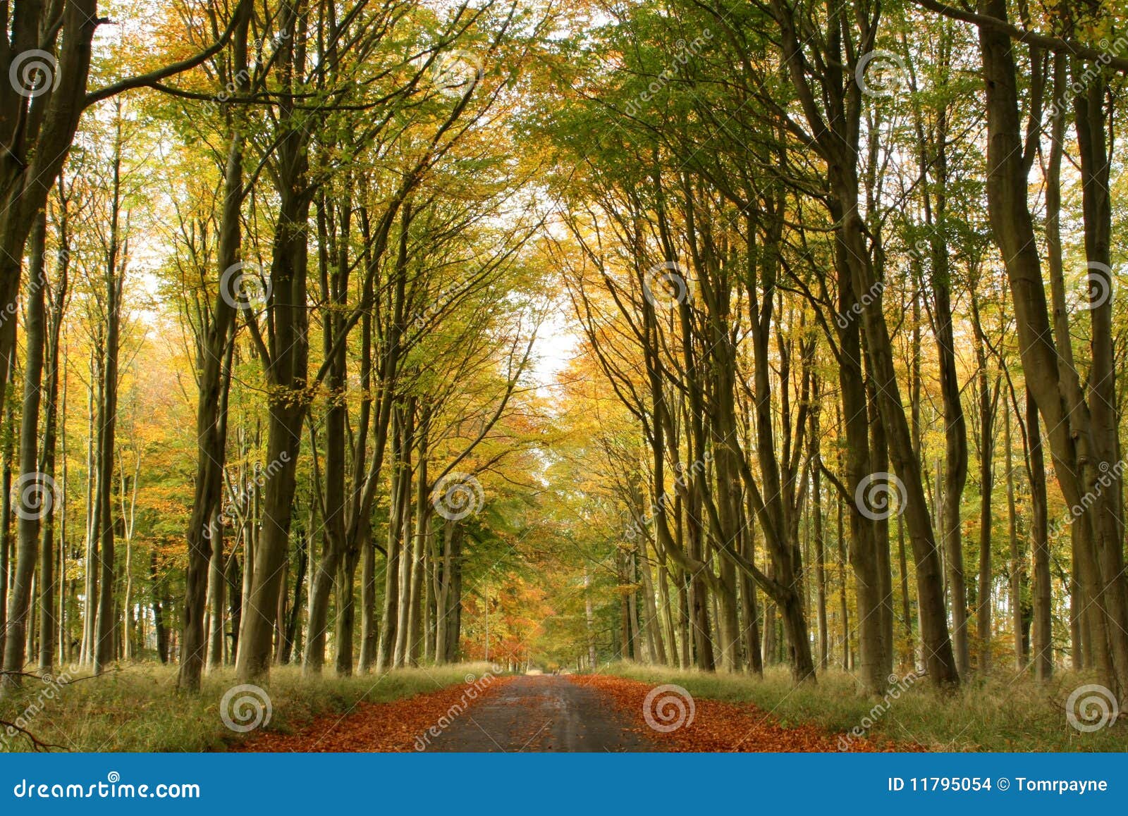 Forest Road in Fall stock photo. Image of crunchy, orange - 11795054