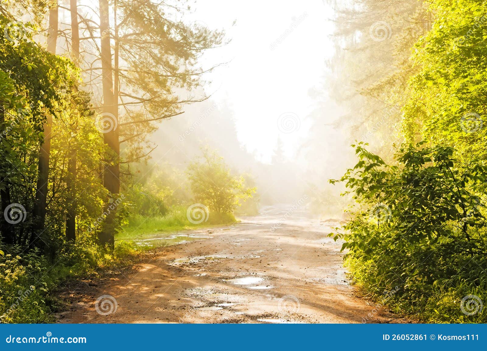Forest road in the fog stock image. Image of bright, morning - 26052861