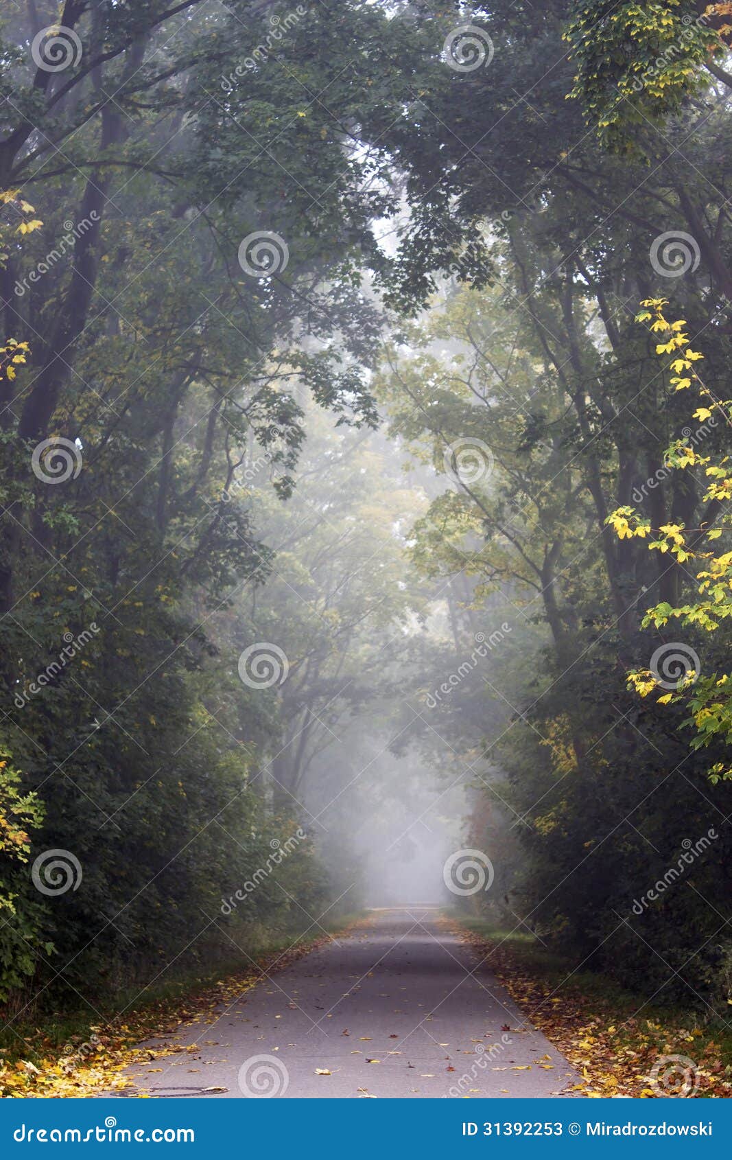Forest road with fog stock image. Image of nature, ground - 31392253