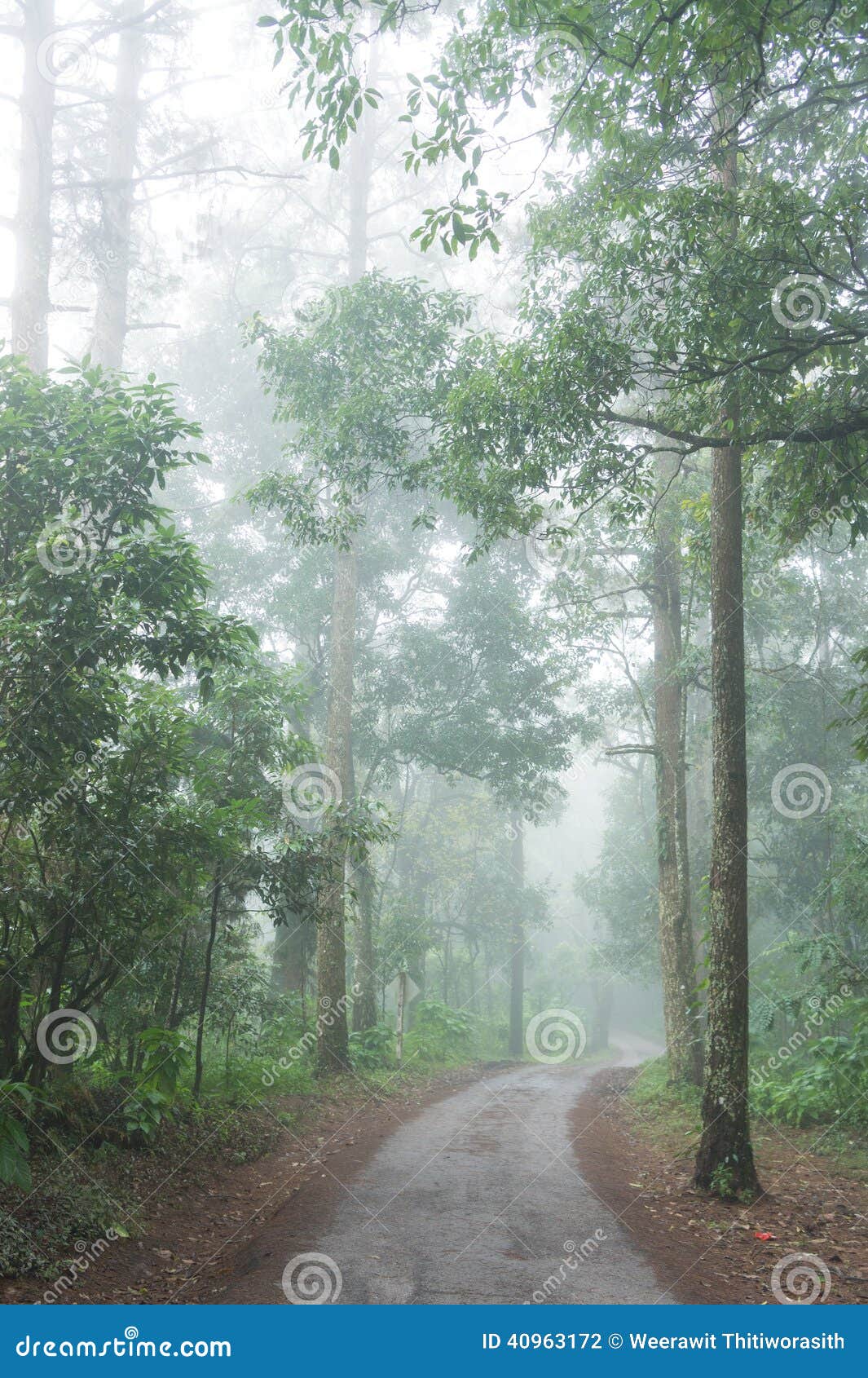 Forest Road with Fog in the Distance Stock Photo - Image of park, lush ...