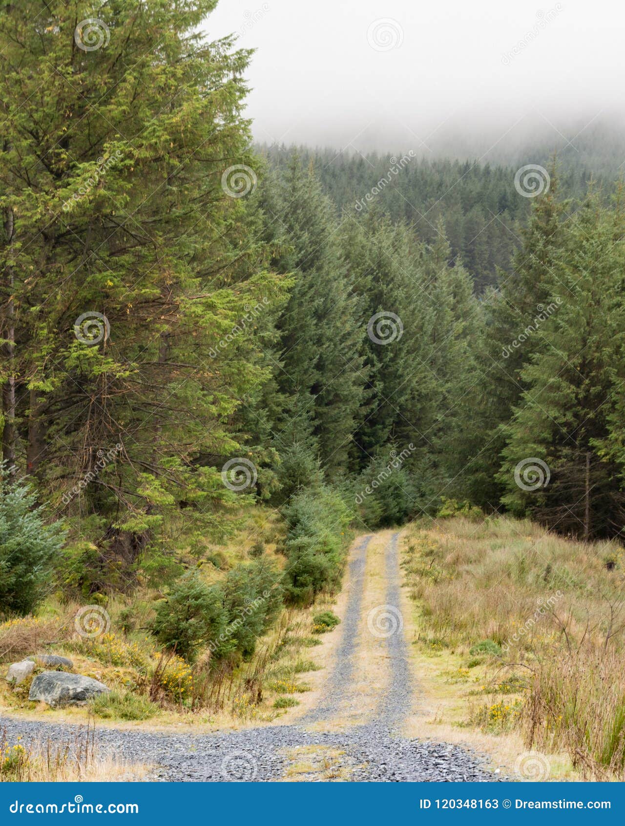 Forest road in fog. stock image. Image of tree, nature - 120348163