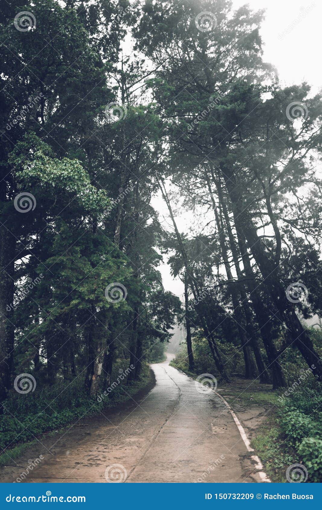 Forest Road Fog and Rain in the Evening Stock Image - Image of evening ...