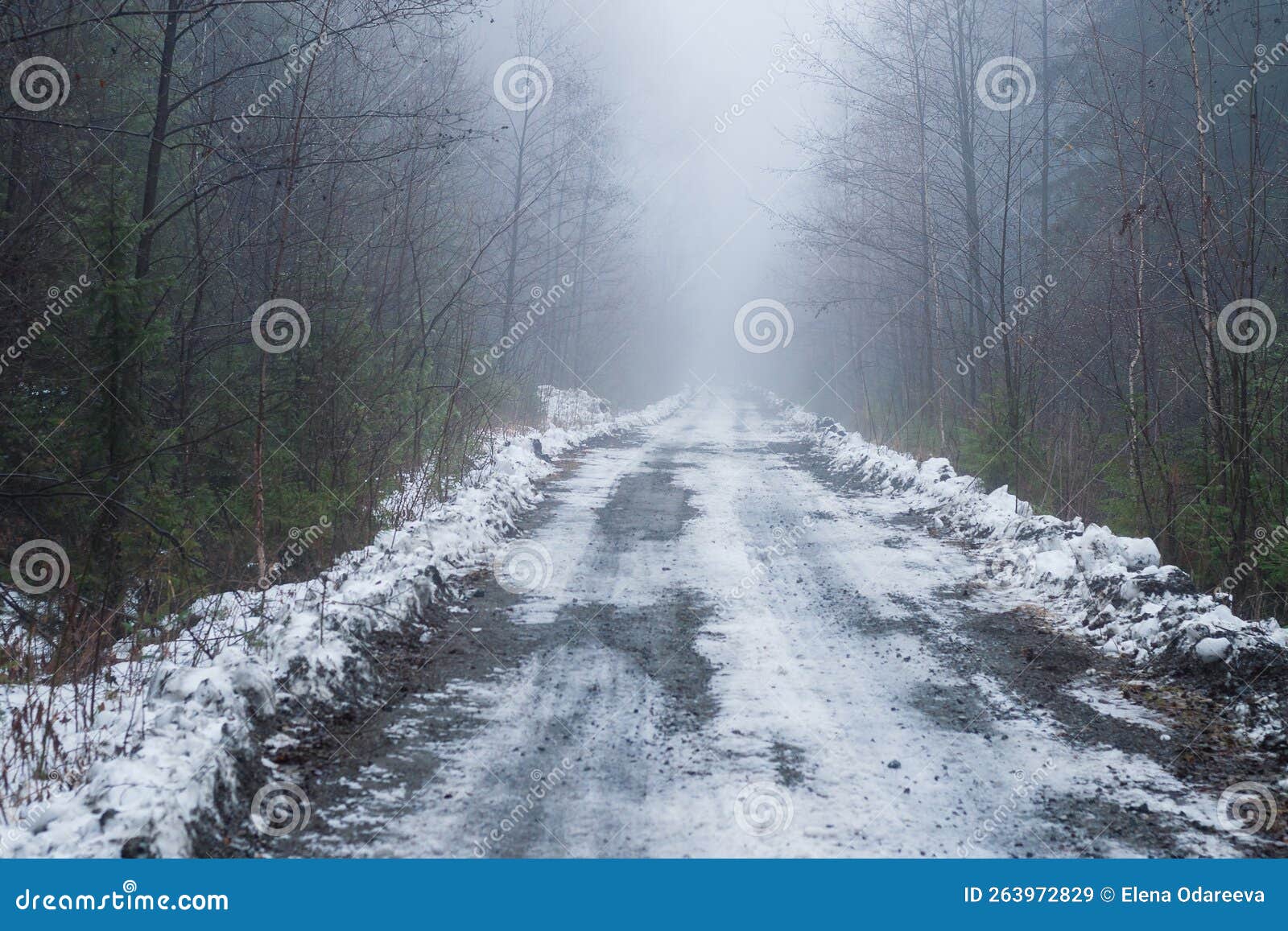 Forest road in the fog stock image. Image of path, cold - 263972829
