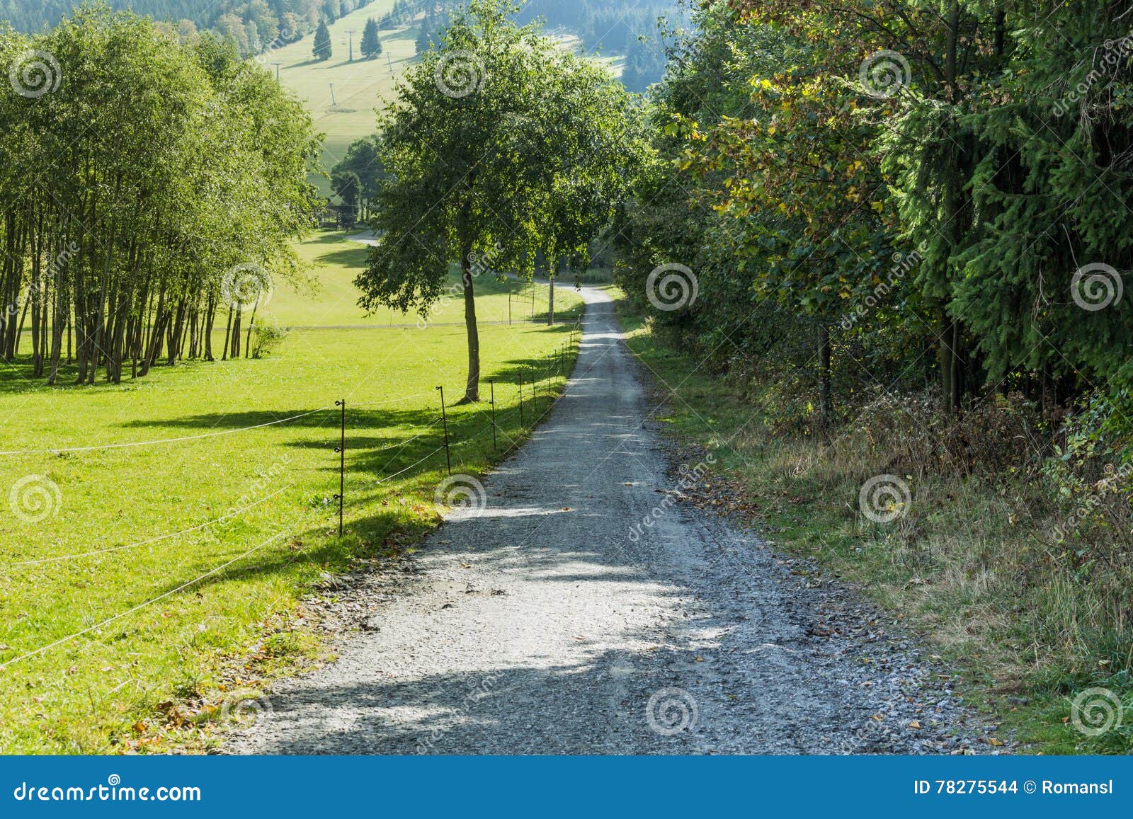 Forest Road Going through Pine Forest Stock Photo - Image of horizontal ...
