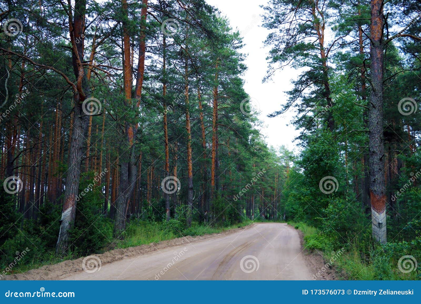 Forest Road Going through Pine Forest Stock Image - Image of pine ...