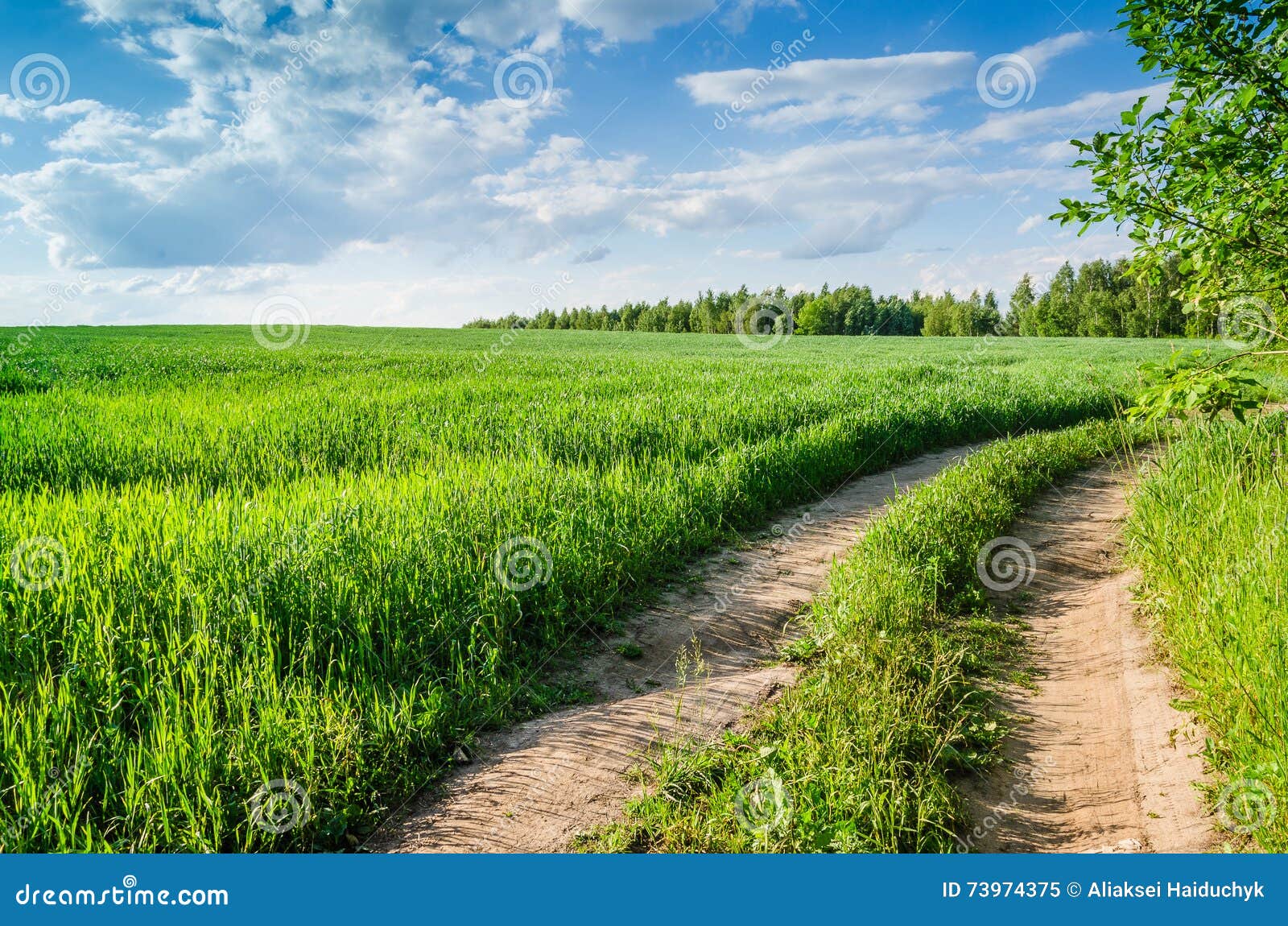 The Forest Road in a Green Field Stock Image - Image of rural, field ...
