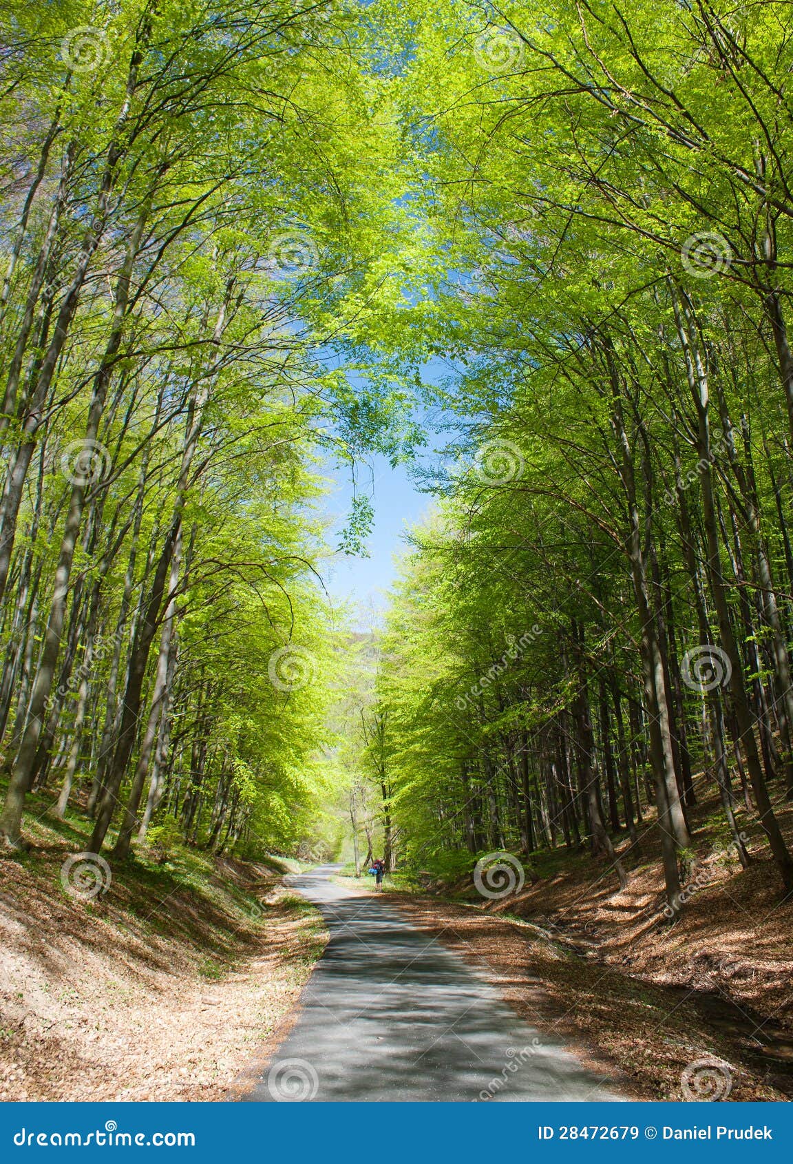 Forest Road and Green Forest Stock Image - Image of environment, shade ...