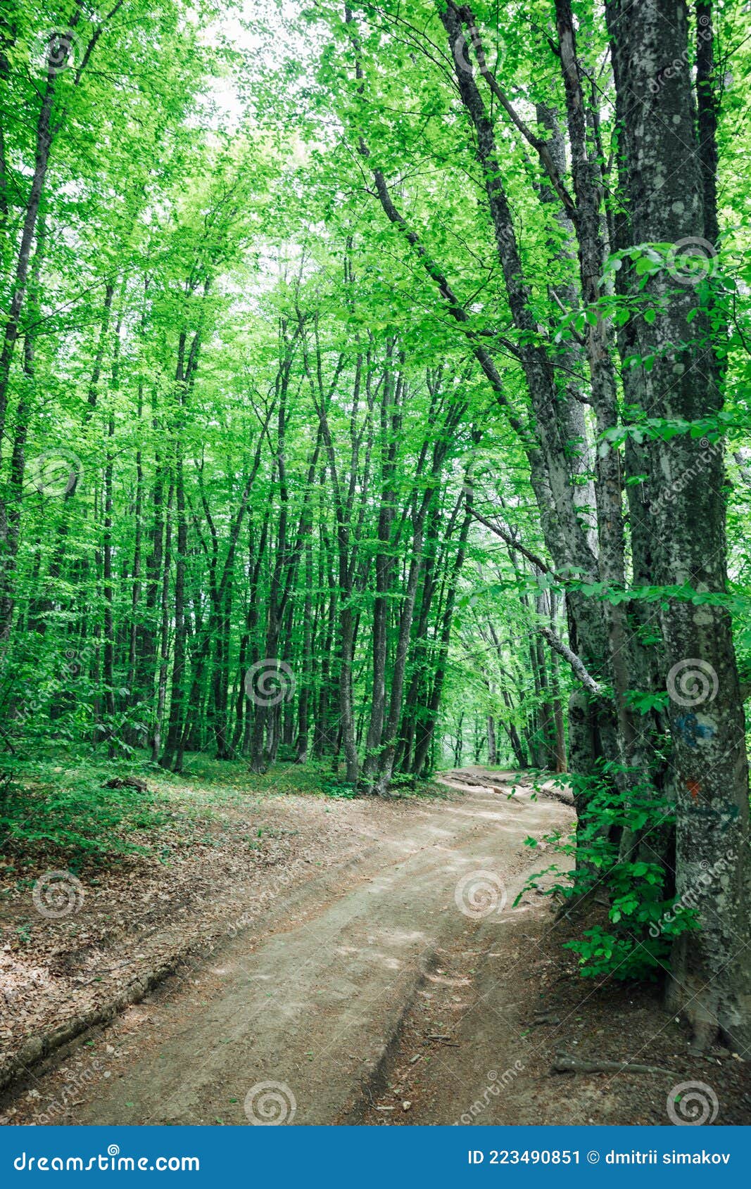 Empty Forest Road in Green Leafy Forest Stock Image - Image of rain ...