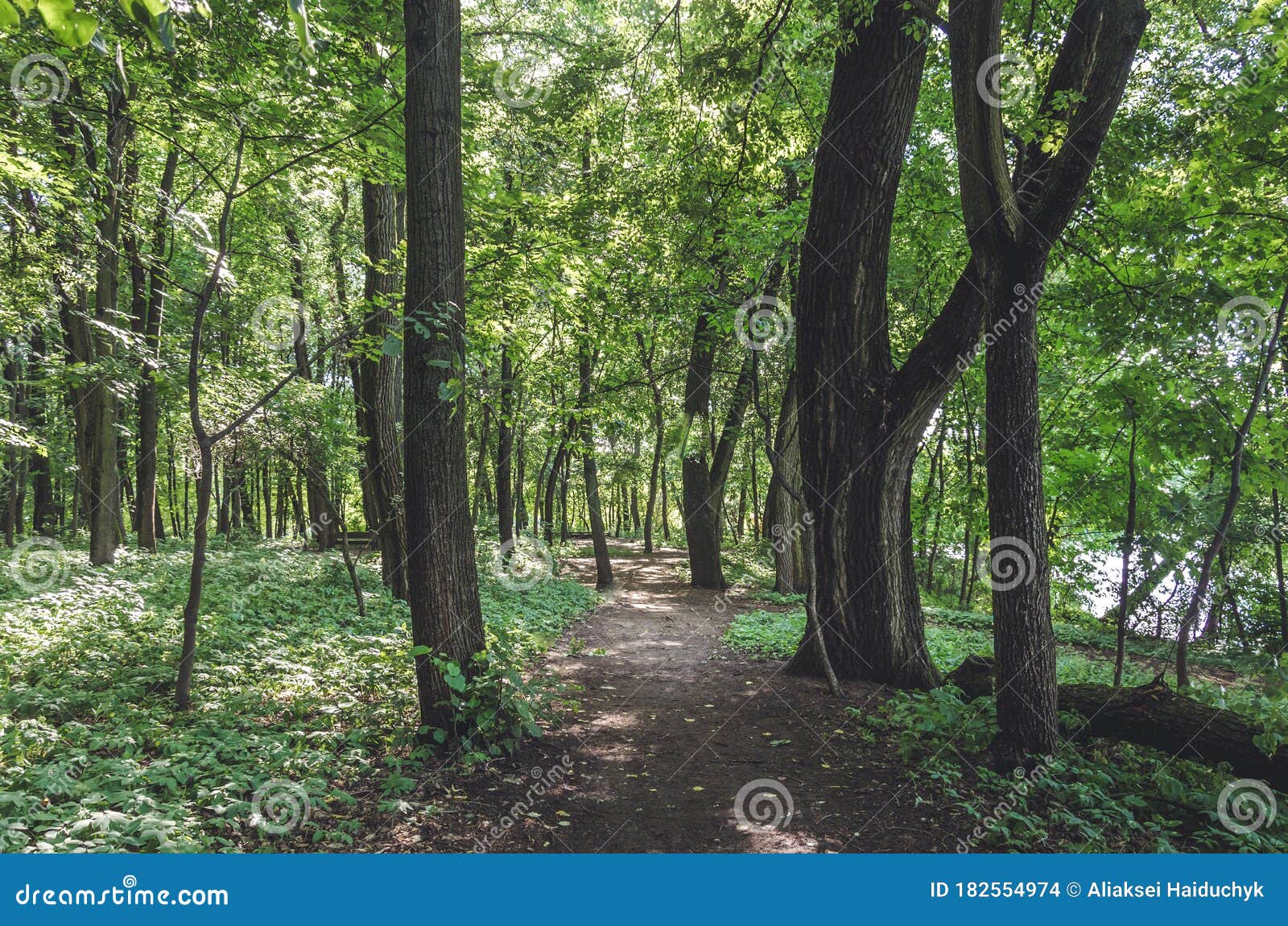 Forest Road with Green Trees/forest Path Overgrown with Trees Stock ...