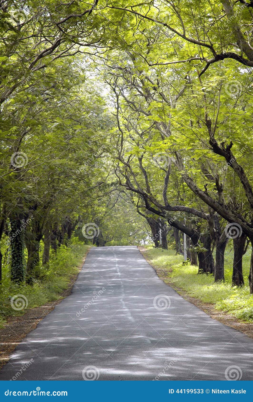 Forest Road with Greenery stock image. Image of season - 44199533