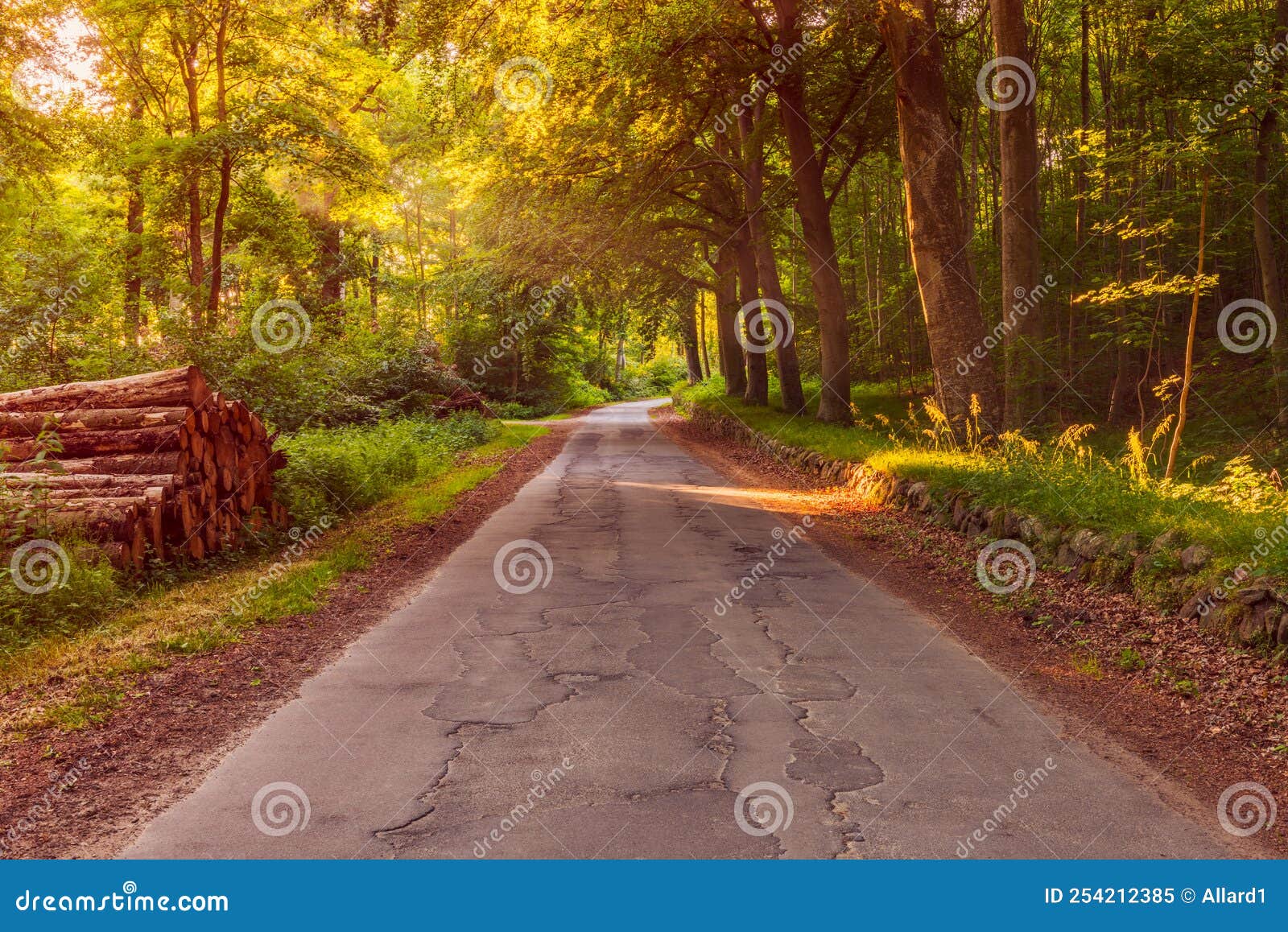 Forest Road in Jutland Denmark Around Sunset Stock Image - Image of ...