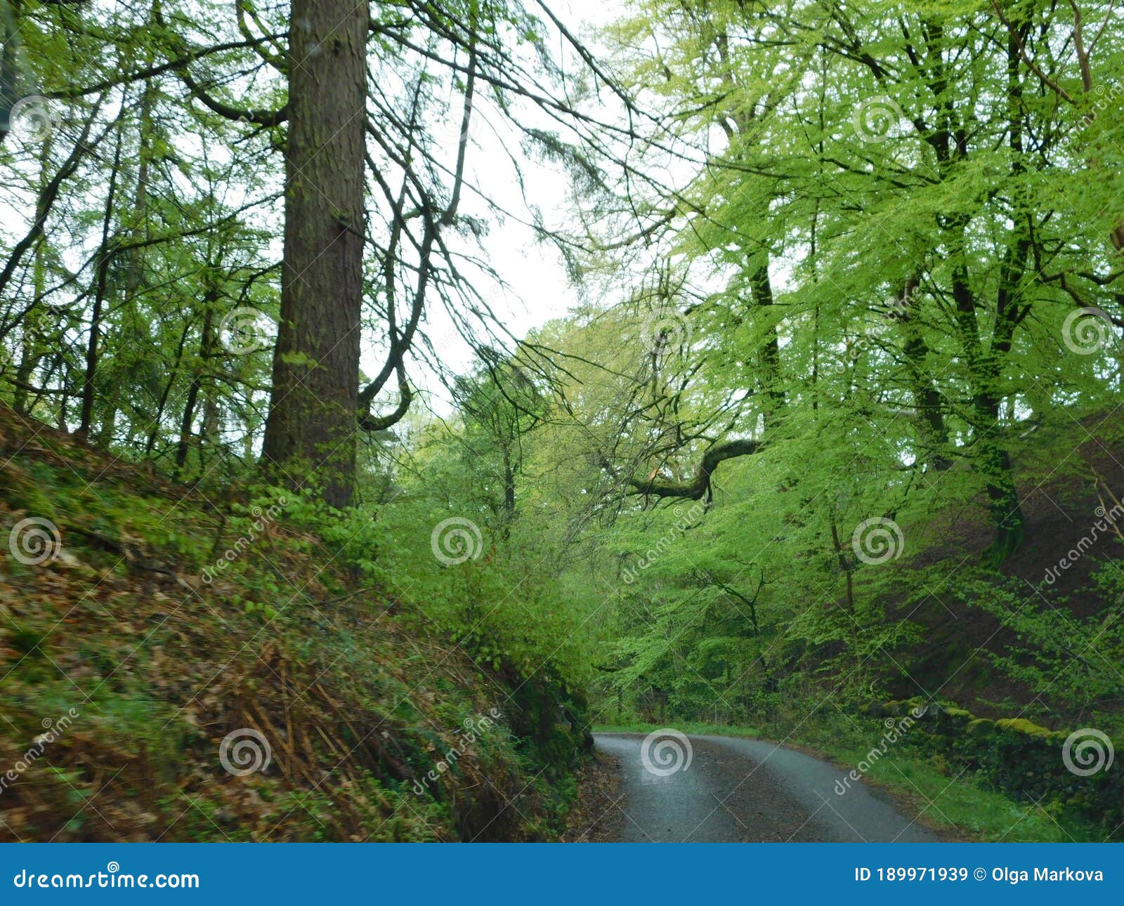 A Forest Road in the Lake District Lined with Trees and Shrubbery Stock ...