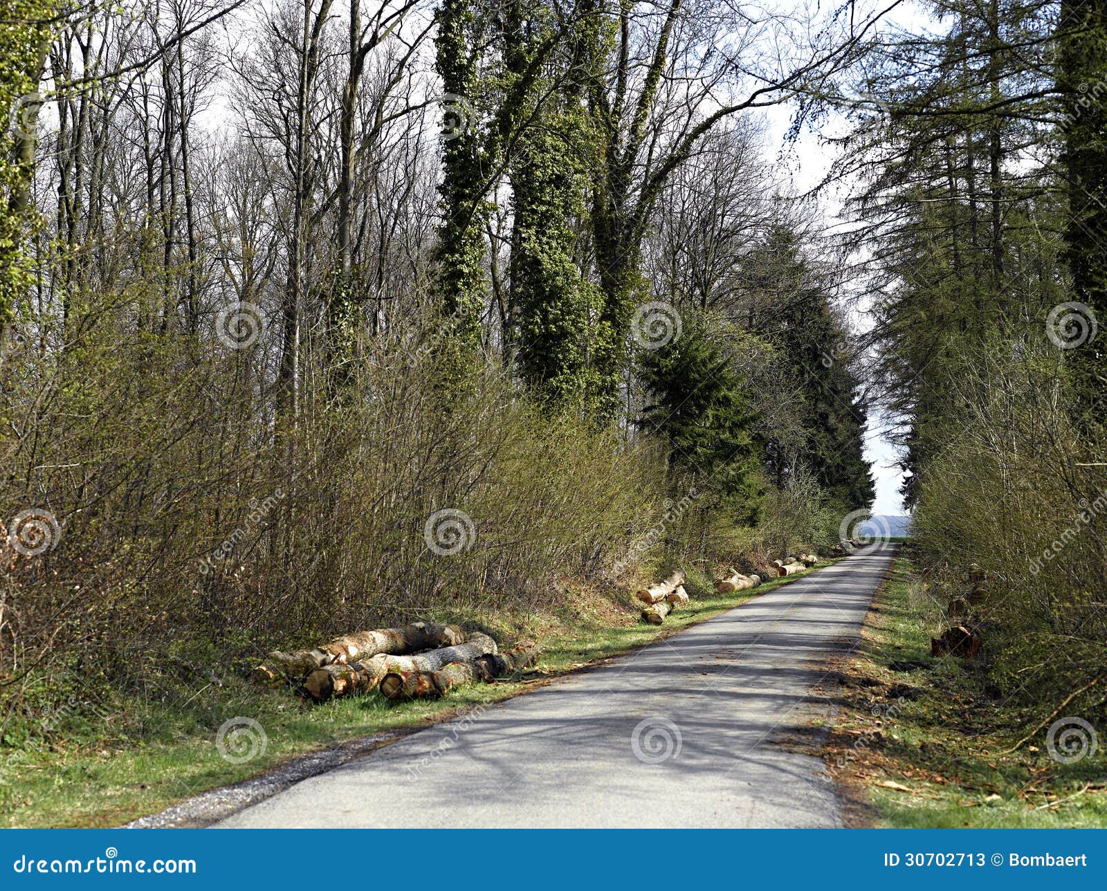 Forest road. Landscape. stock image. Image of land, agriculture - 30702713