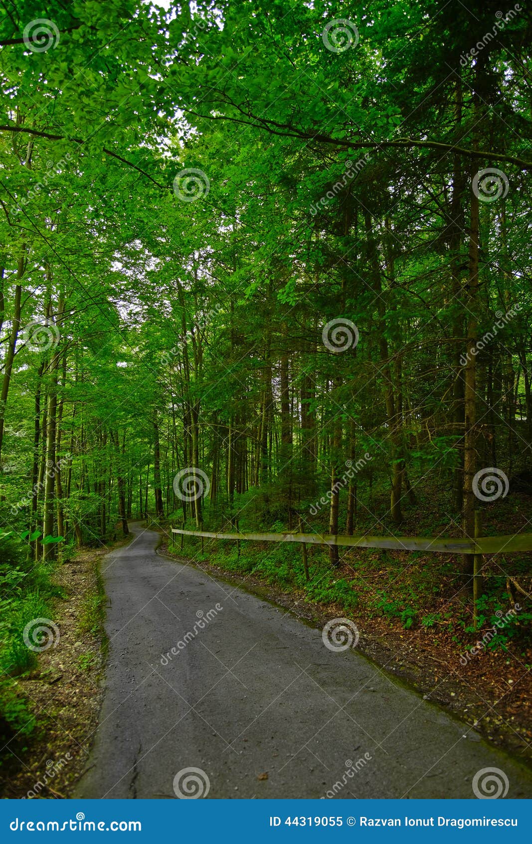Forest Road stock image. Image of plant, trees, forest - 44319055