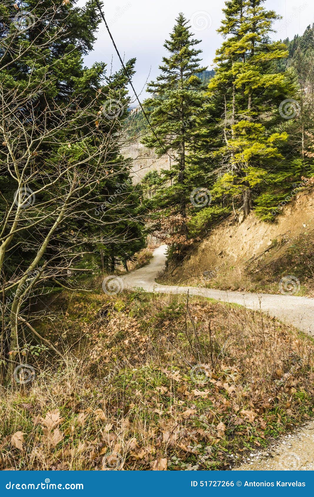 Forest Road Landscape stock photo. Image of country, hill - 51727266