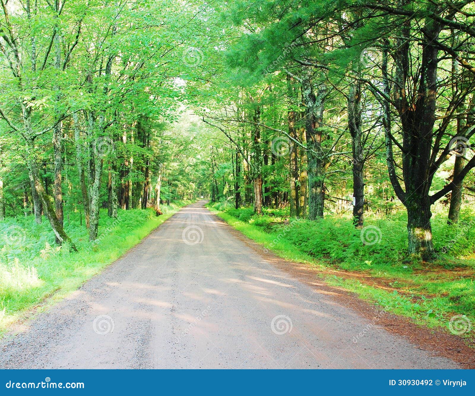 Forest road. Landscape. stock photo. Image of grass, cultivated - 30930492