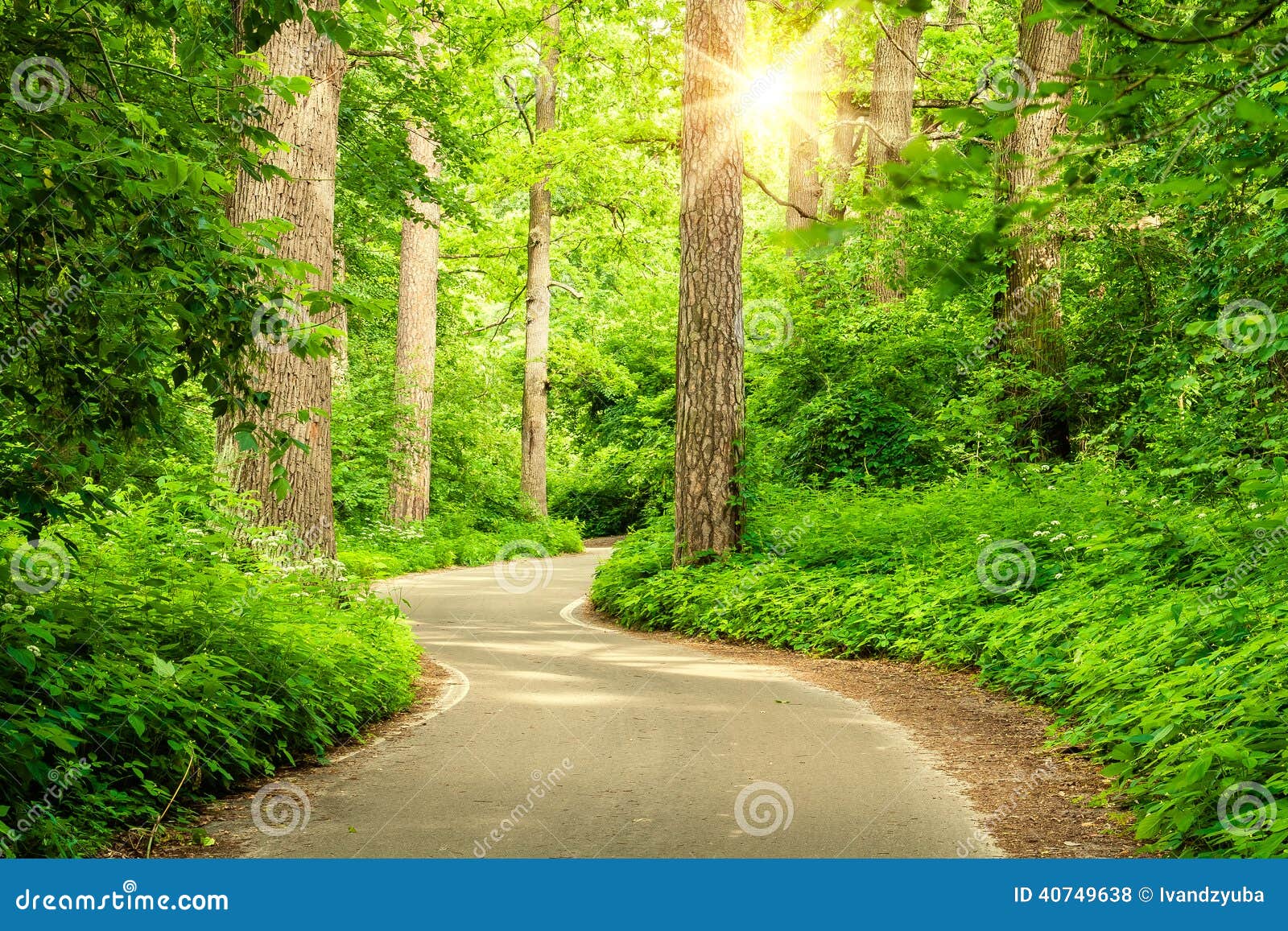Forest road stock photo. Image of scene, road, empty - 40749638