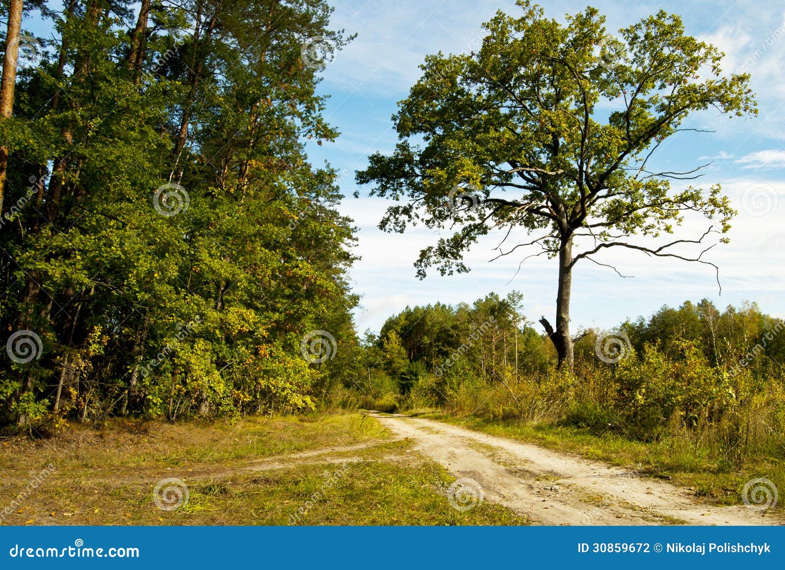 Forest Road. stock photo. Image of landscape, trail, nature - 30859672