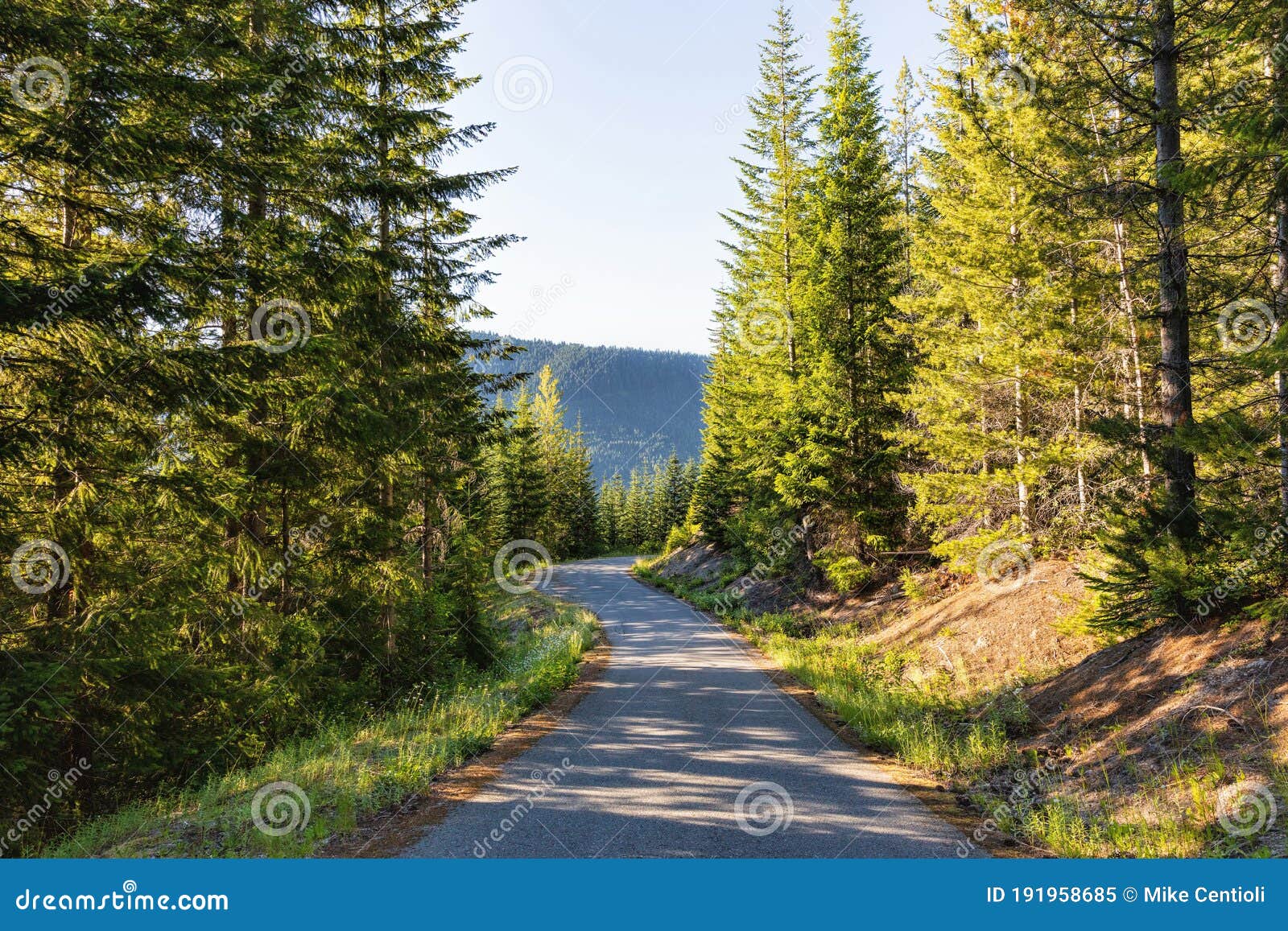 Forest Road Lined by Trees in the Mountains Stock Image - Image of ...