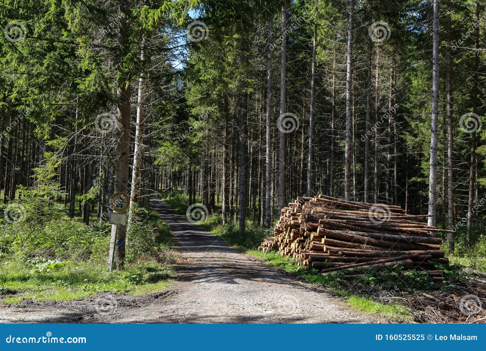 Forest Road with Logs on the Side of the Road Stock Image - Image of ...