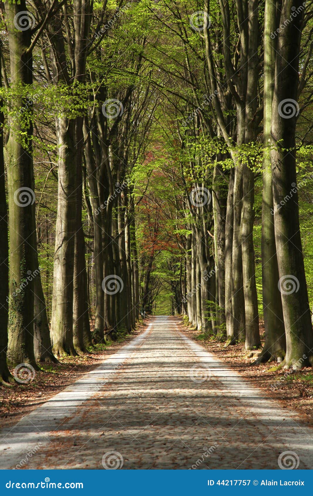 Forest road stock image. Image of infinite, boulevard - 44217757