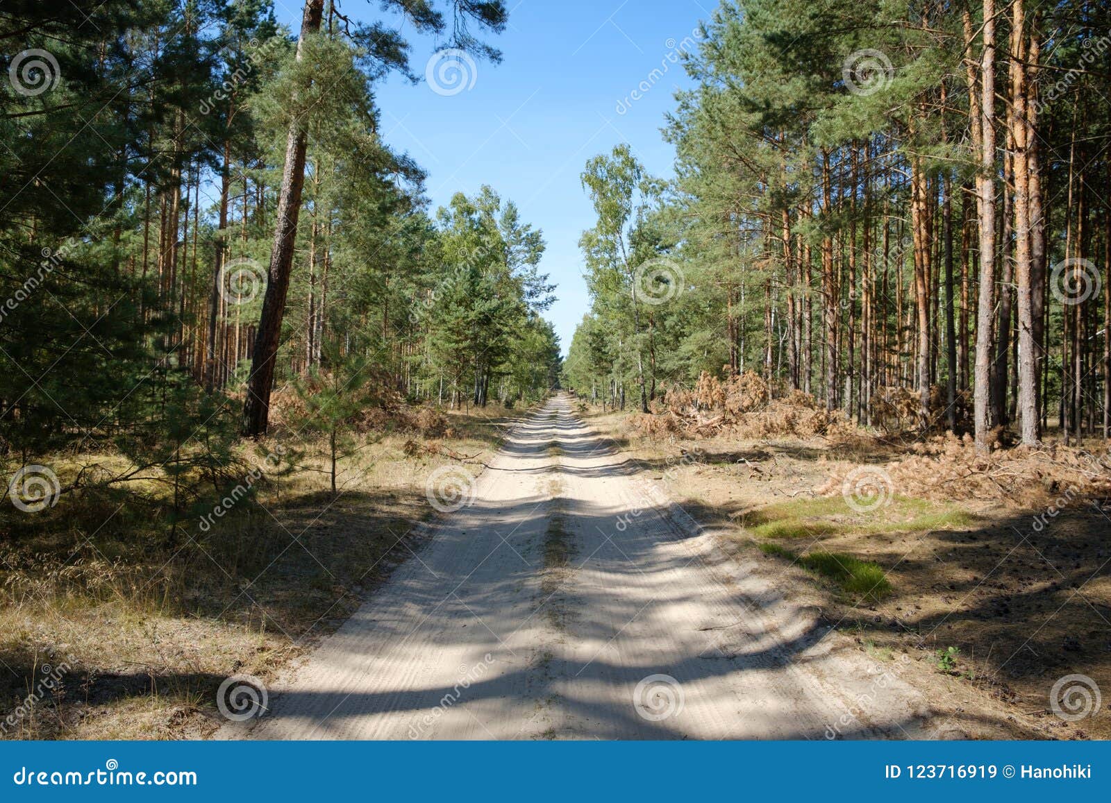 The Forest Road in the Middle of a Forest Clearing Away the Blue Stock ...