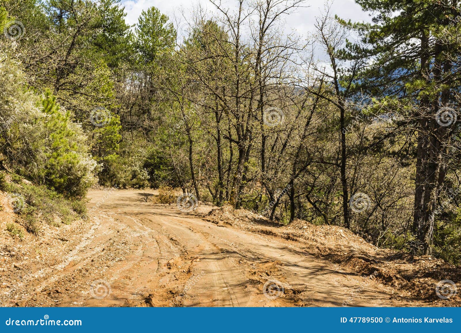 Forest Road Mud stock photo. Image of scene, morning - 47789500