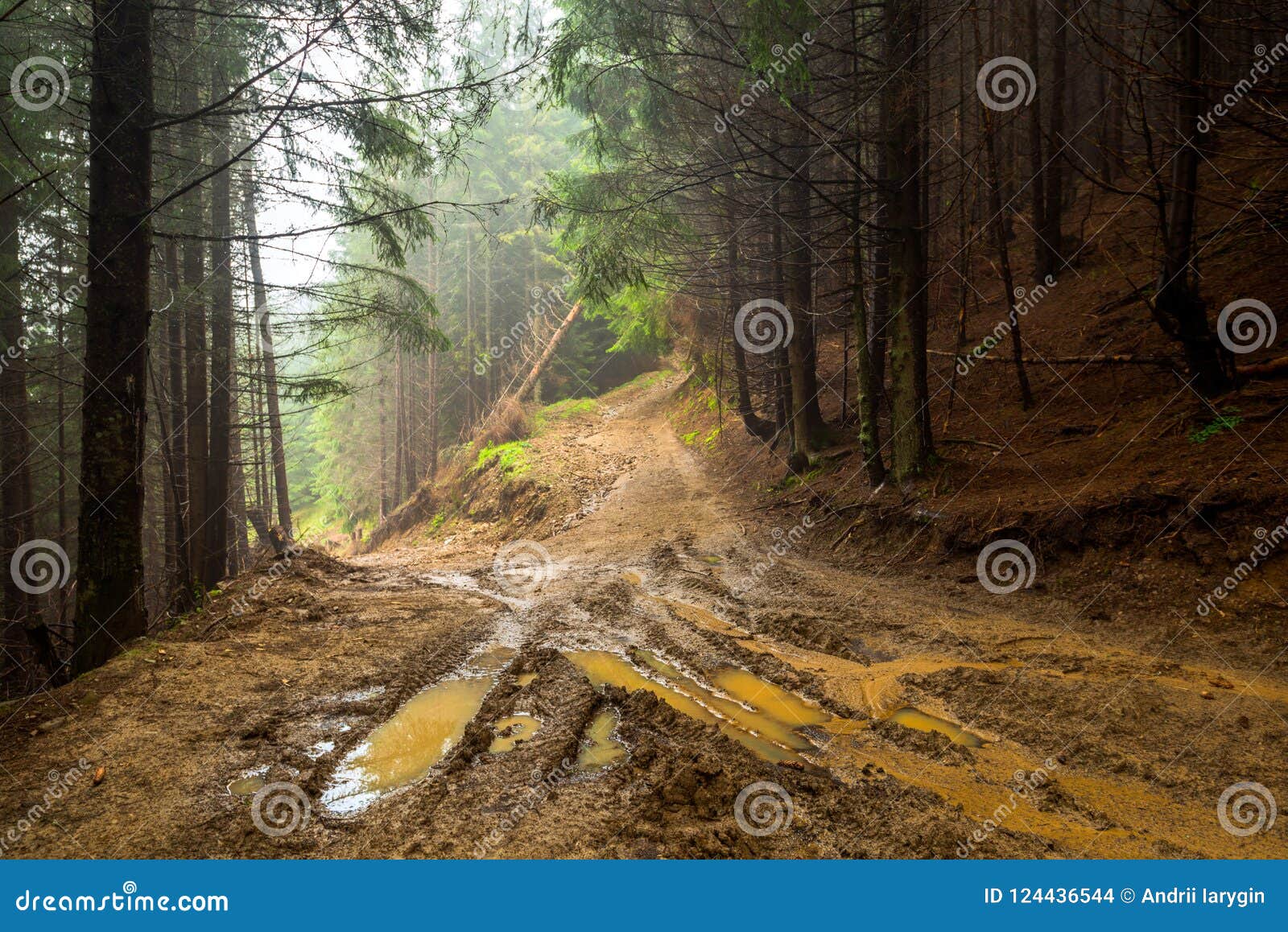 Forest Road Nature Path Landscape Stock Photo - Image of mountain ...