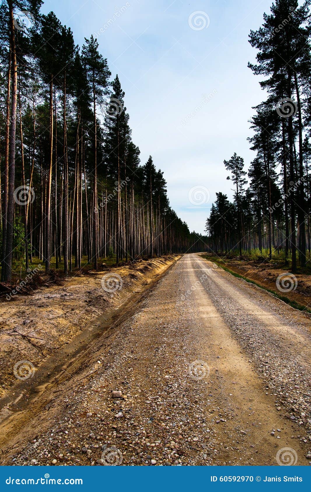 Forest road. stock photo. Image of country, shadow, tree - 60592970