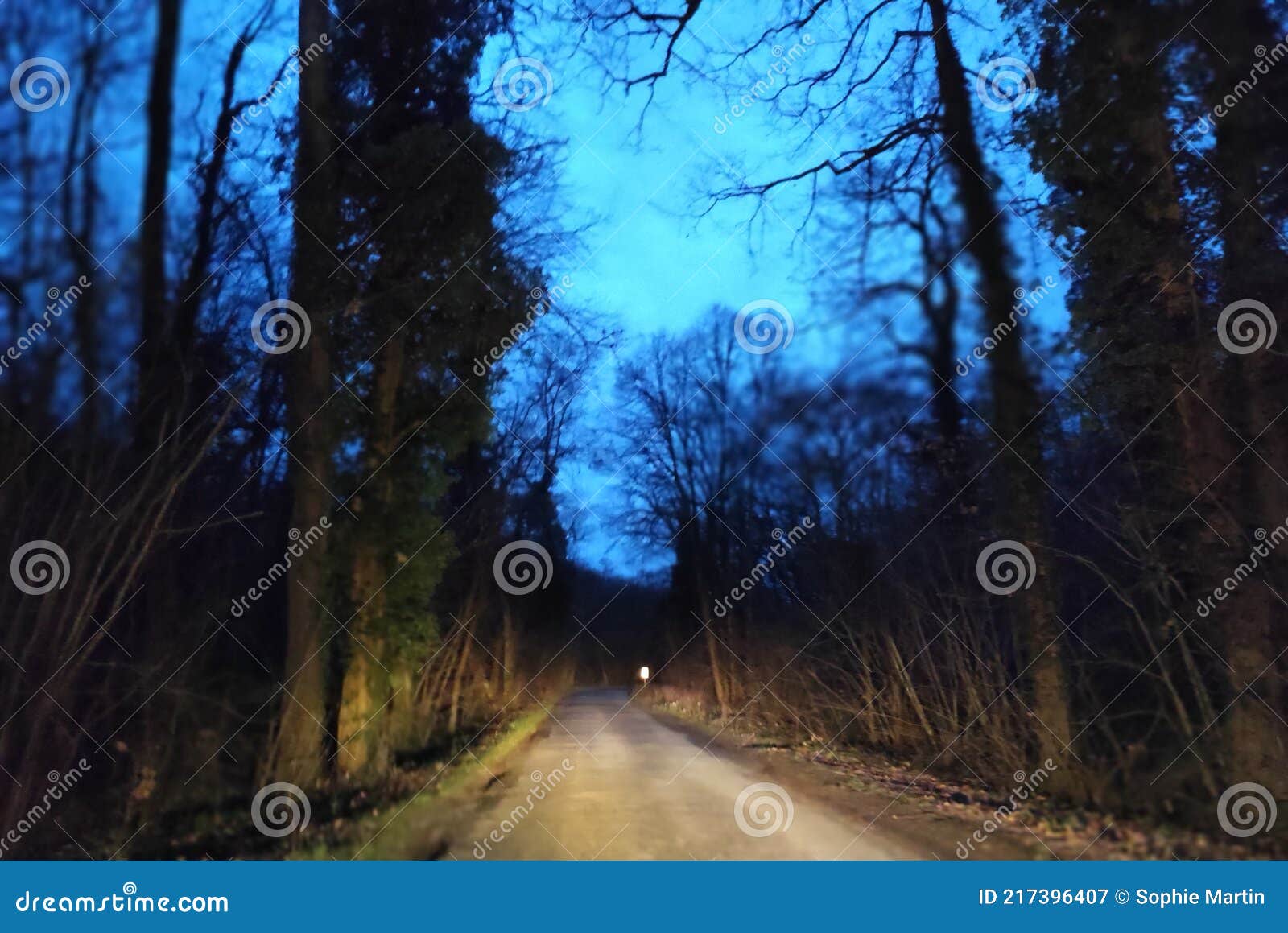 Forest road at night stock image. Image of night, infrastructure ...