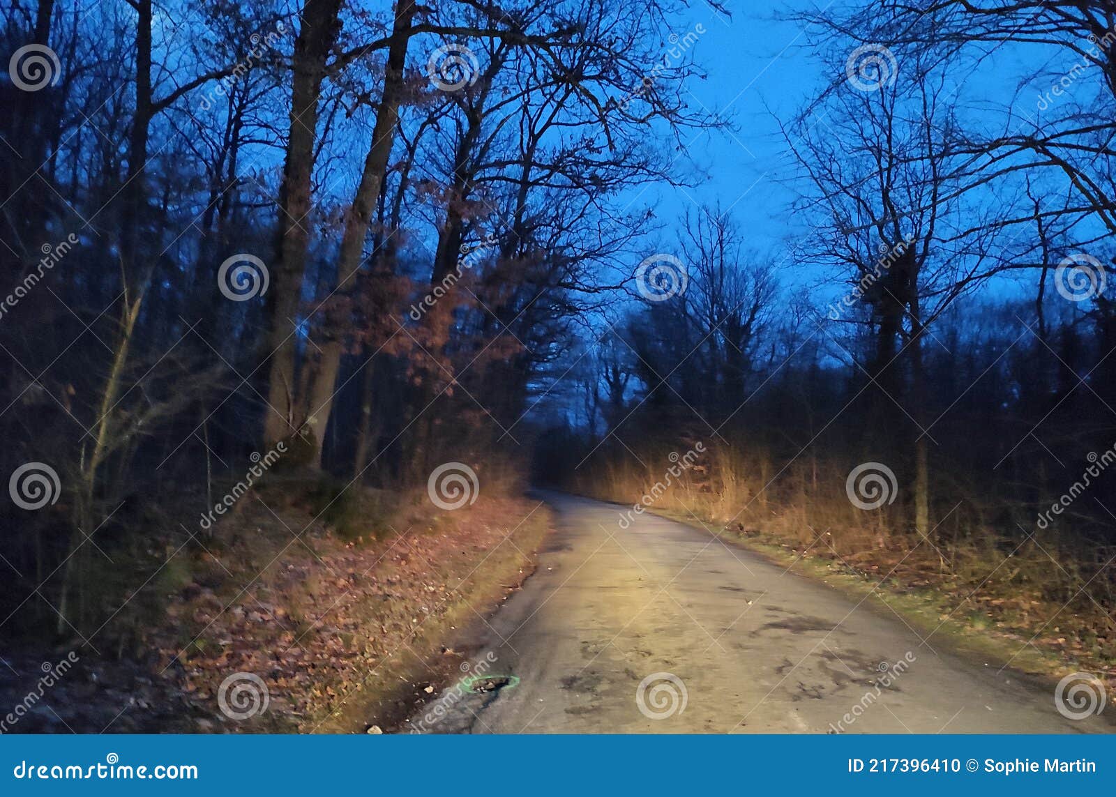Forest road at night stock photo. Image of woodland - 217396410