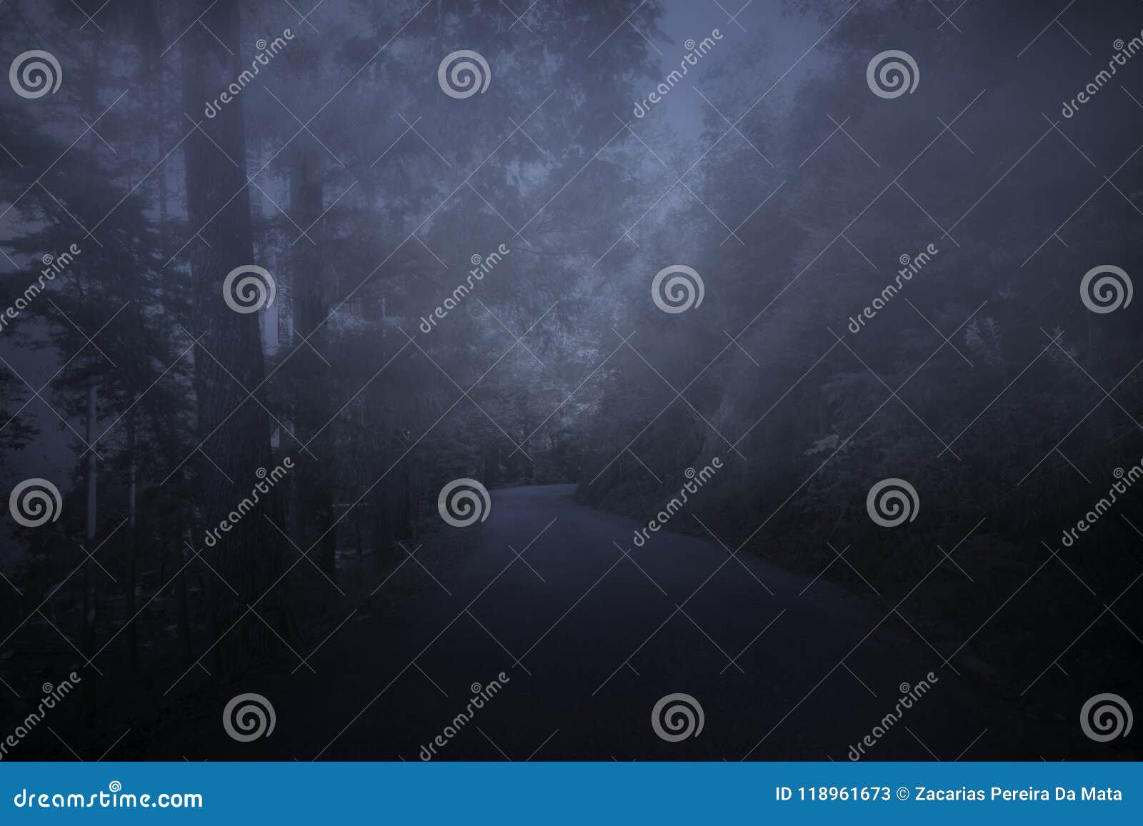Forest road at night stock image. Image of nature, black - 118961673