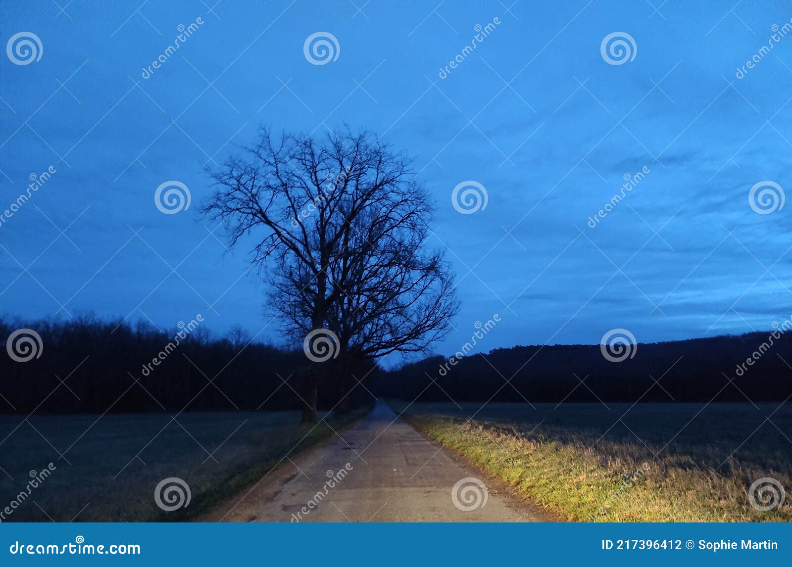 Forest road at night stock photo. Image of sunlight - 217396412