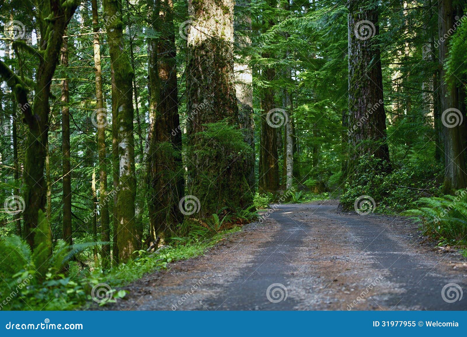 Forest Road North California Immagine Stock - Immagine di aumento ...