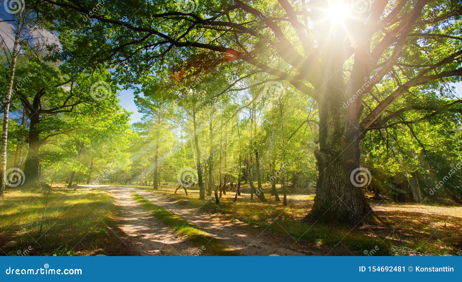 Forest Road and Old Oak Forest with Rays of the Rising Sun Stock Image ...