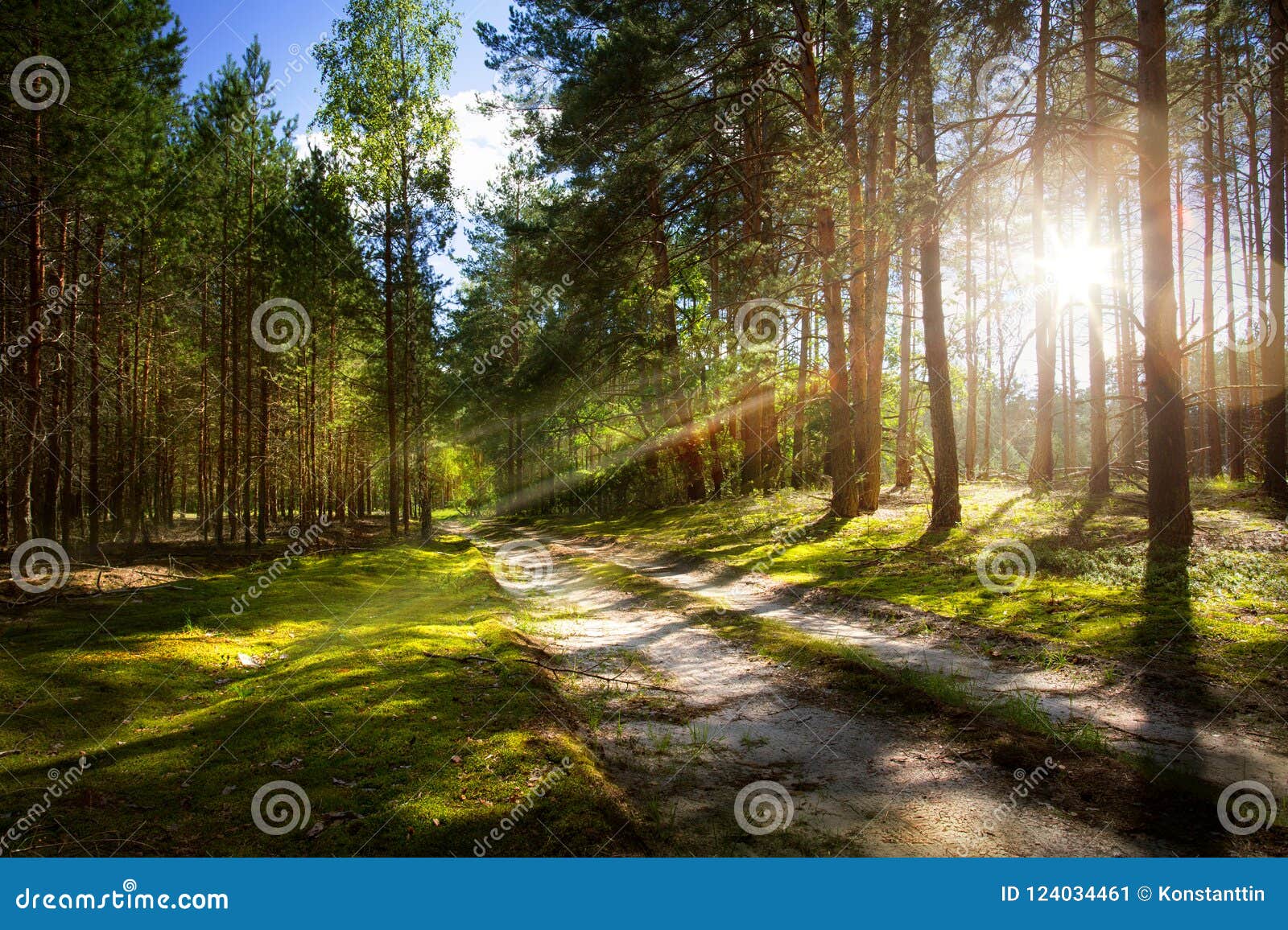 Forest Road on Old Pine Forest with Rays of the Rising Sun Stock Image ...