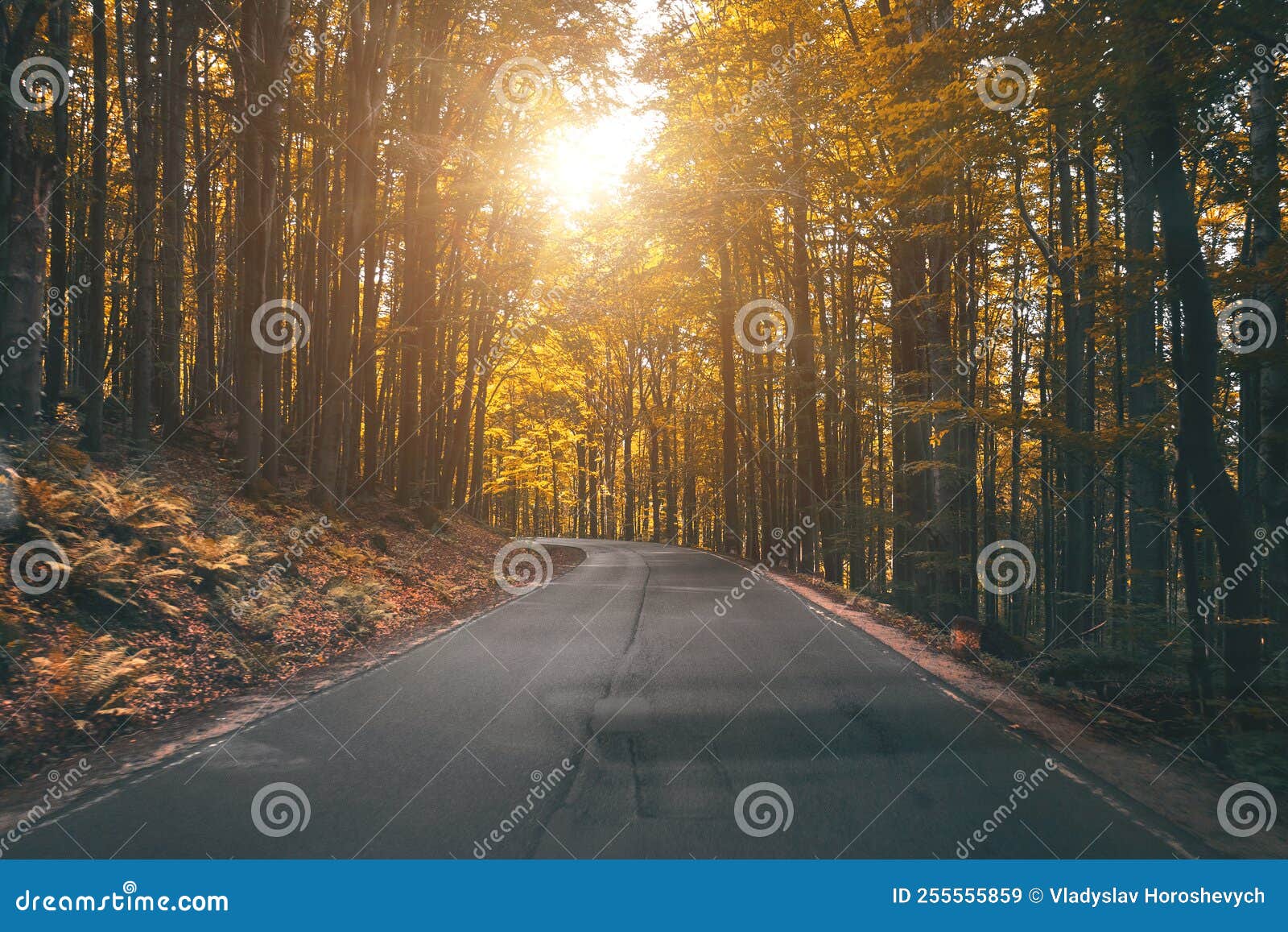 Forest Road Passing through Dense Green Forest Stock Image - Image of ...