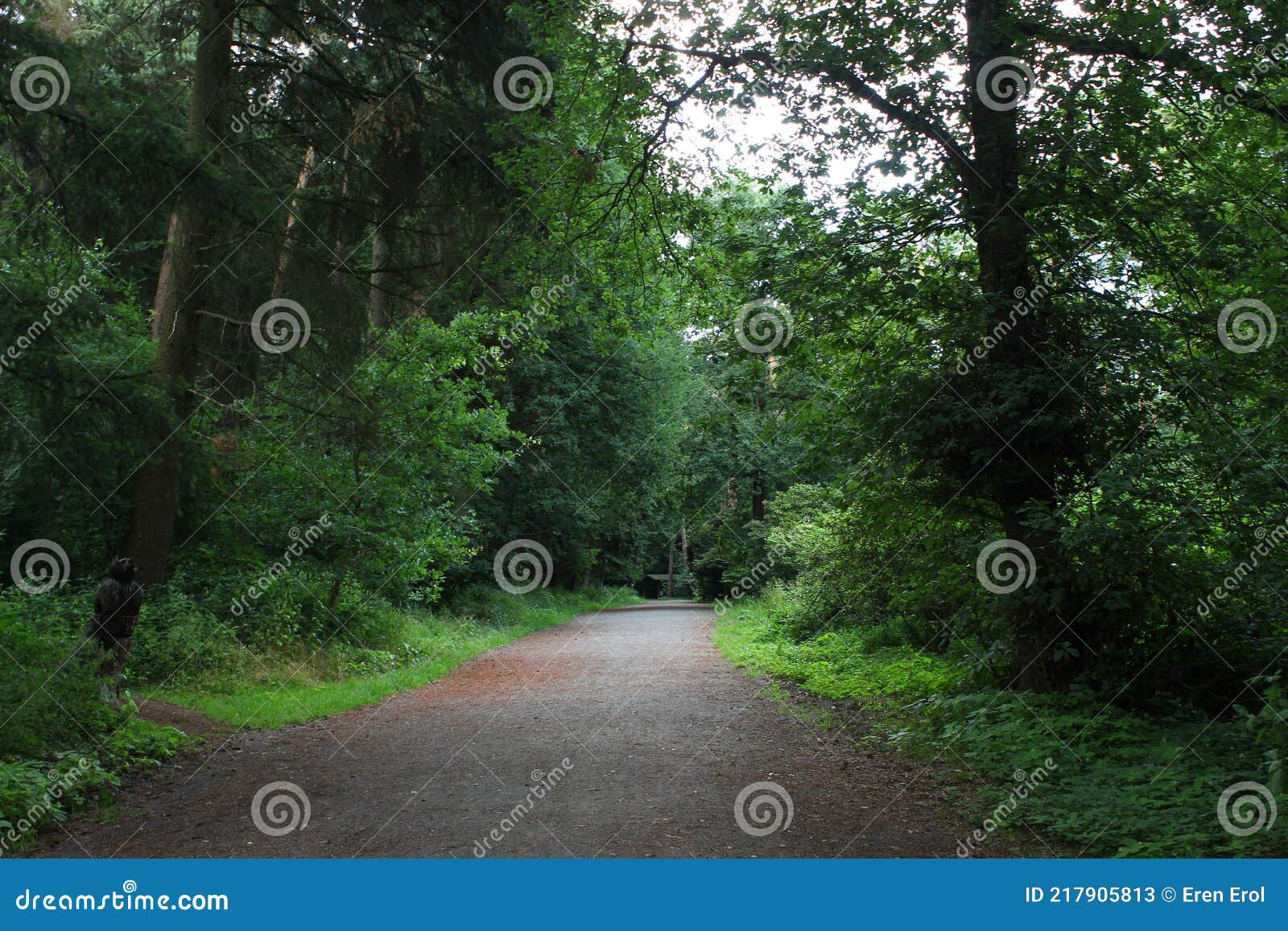 Green Forest Road stock image. Image of walking, plant - 217905813