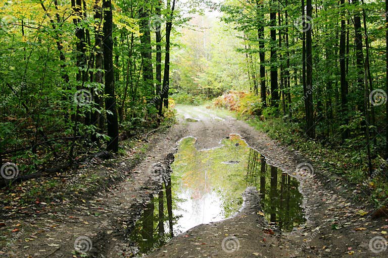 Forest Road with Puddle stock photo. Image of trees, reflection - 13602964