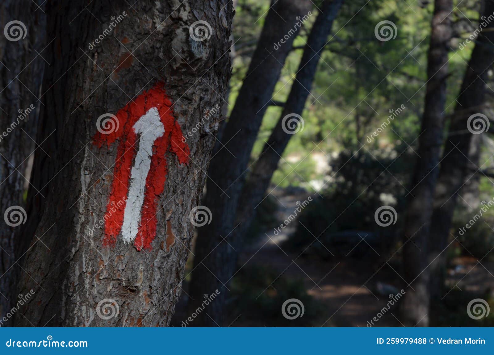 A Signpost Drawn on a Tree Shows the Direction on the Forest Road Stock ...