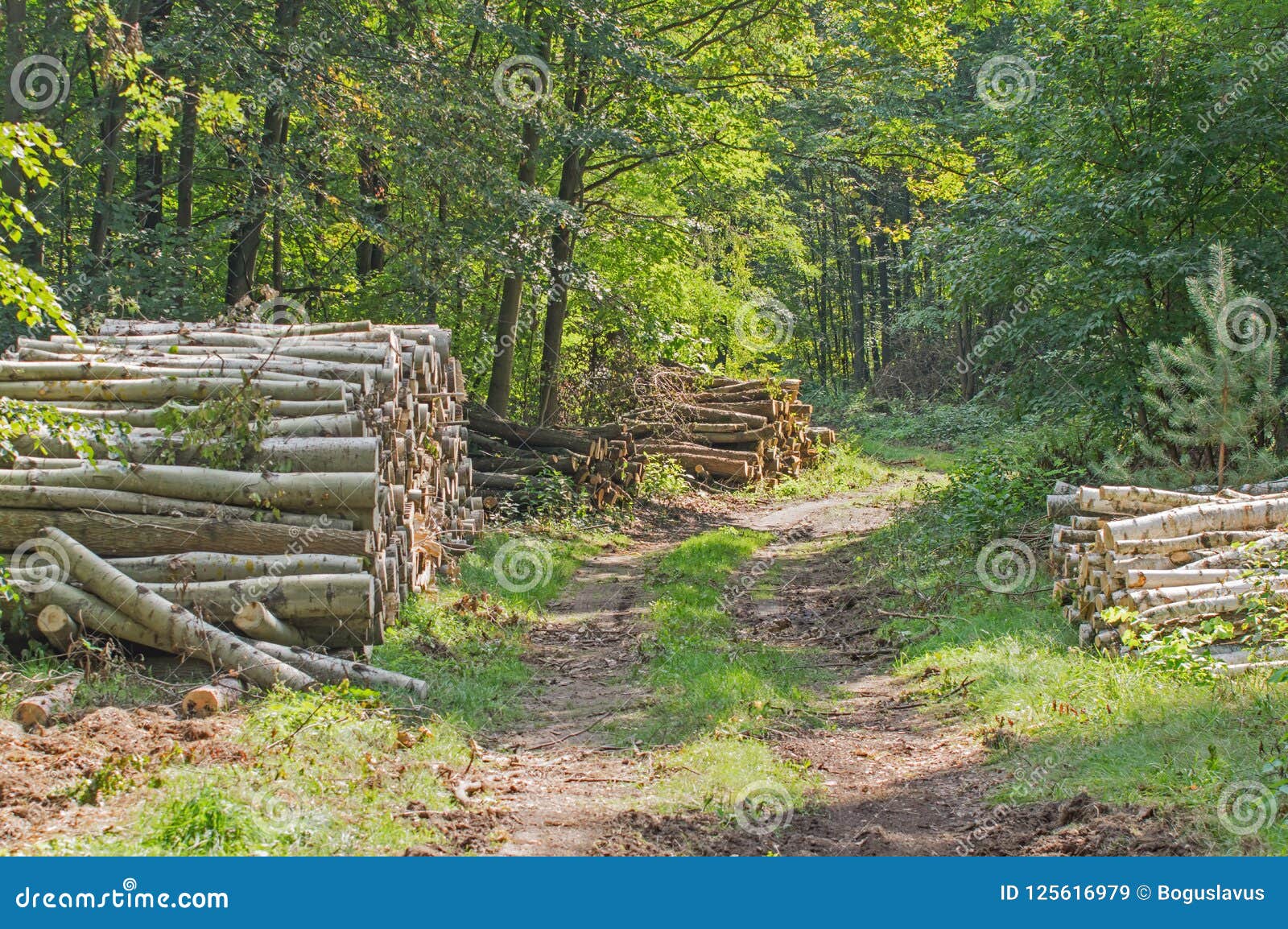 Forest, an Unpaved Road through a Pine Forest. Stock Image - Image of ...