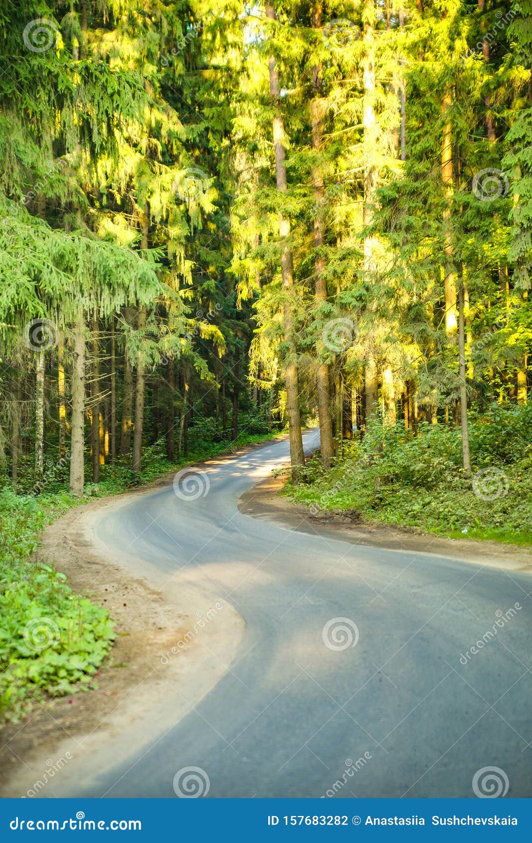 Forest Road Serpentine Pine Trees Stock Photo - Image of beauty, drive ...