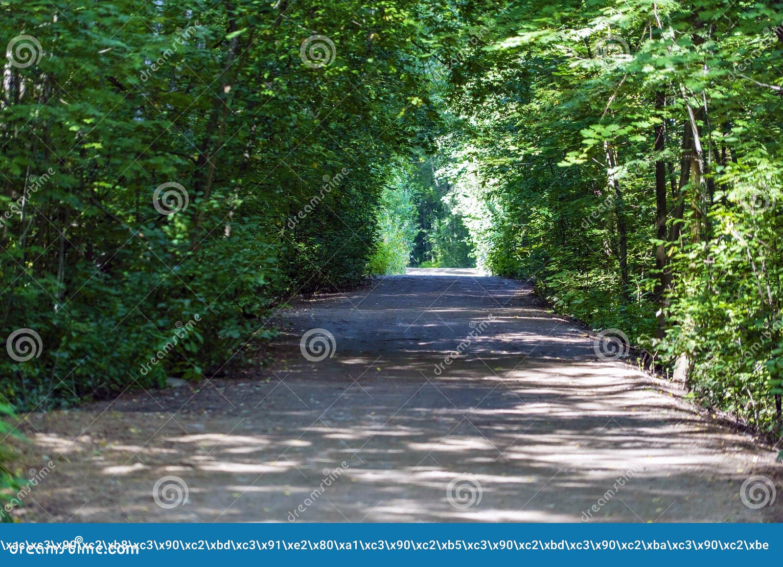 A Forest Road in the Shade of Trees with a Gap in the Distance. Stock ...