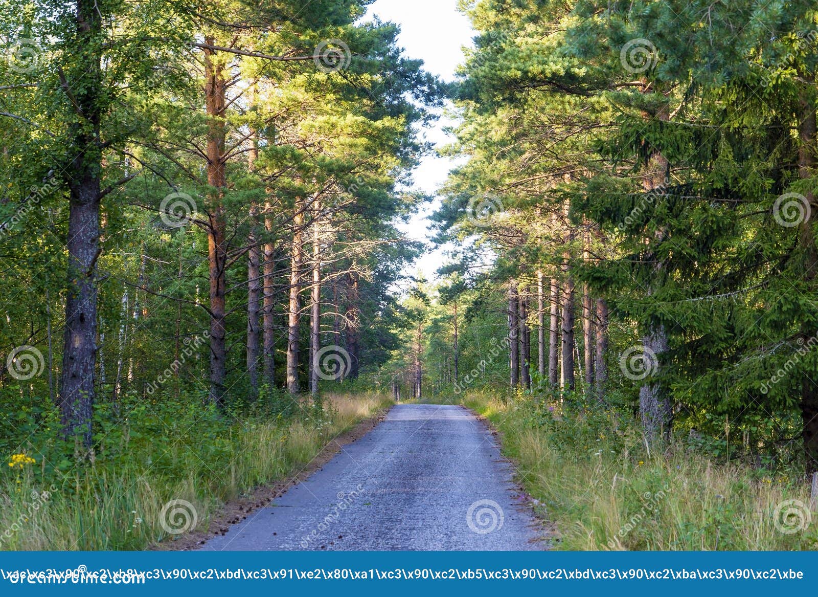 A Forest Road in the Shade of Trees with a Gap in the Distance. Stock ...