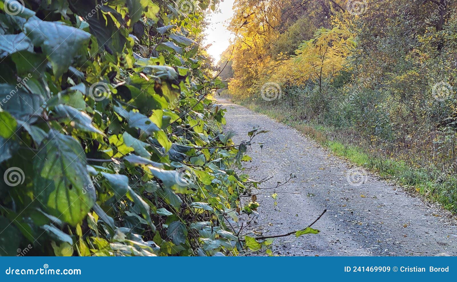 Forest road on shadow stock image. Image of shrub, forest - 241469909