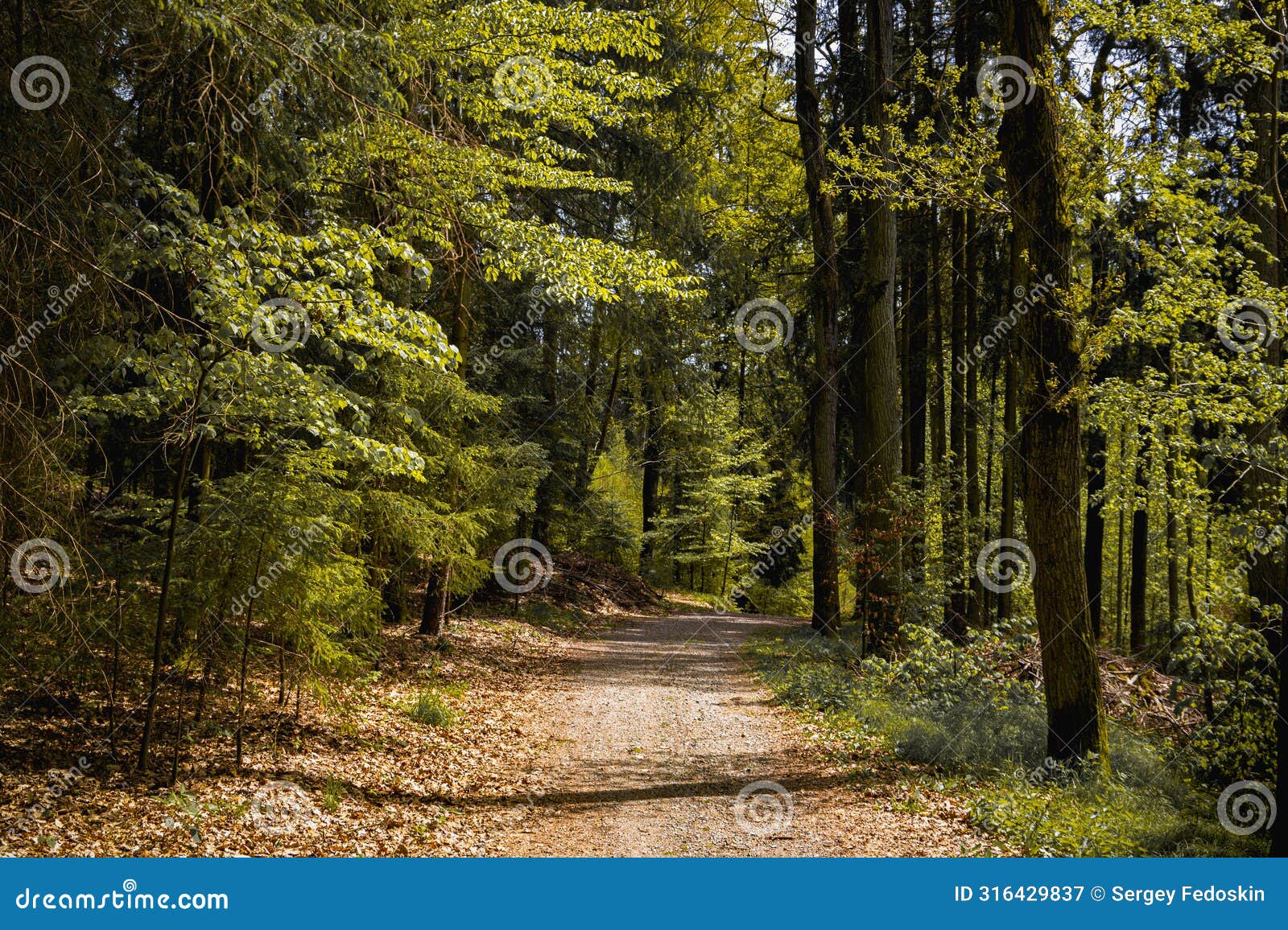 Forest Road in South Czechia Stock Image - Image of path, tunnel: 316429837