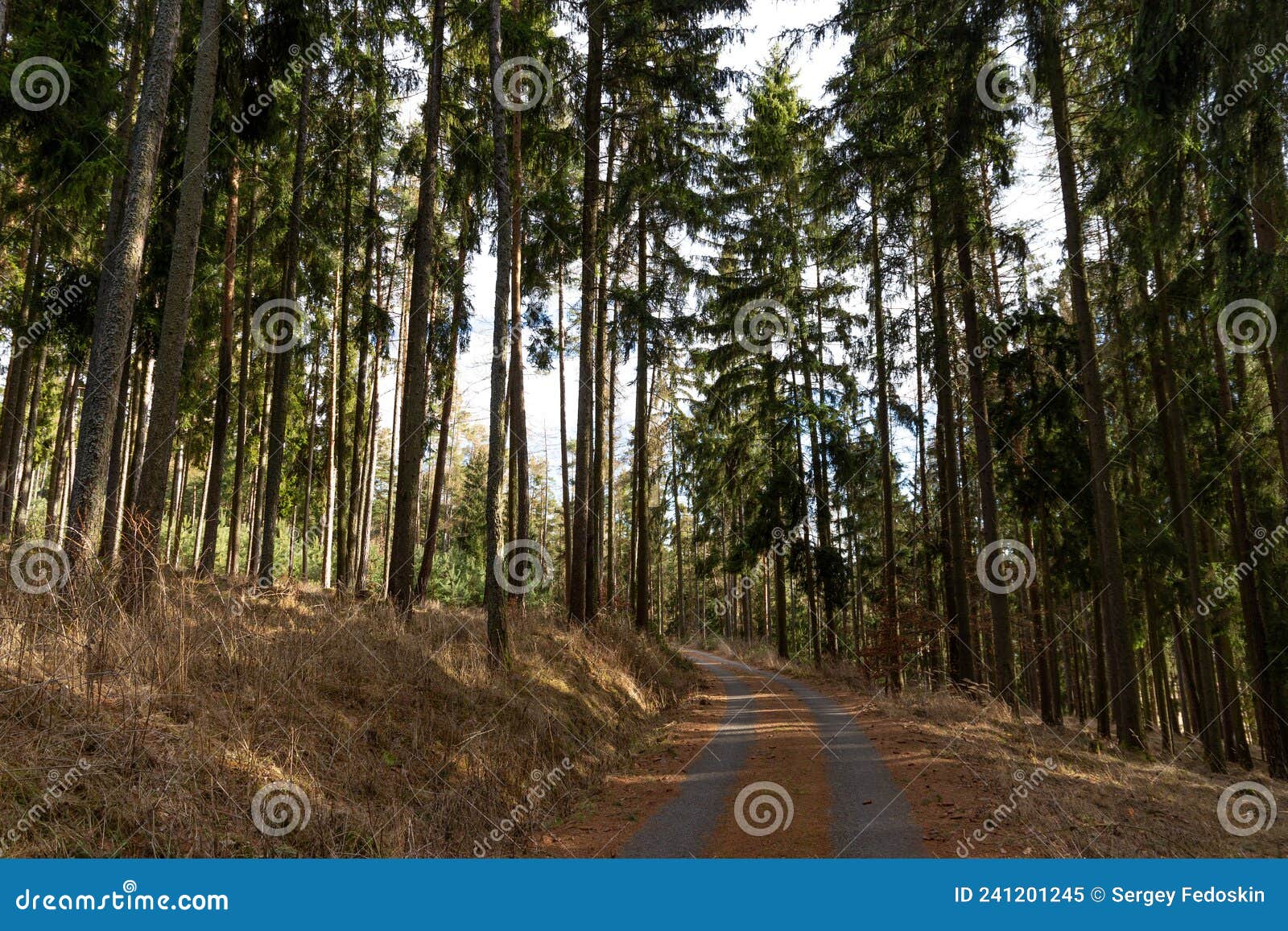 Forest Road in South Czechia. Early Spring Stock Image - Image of light ...