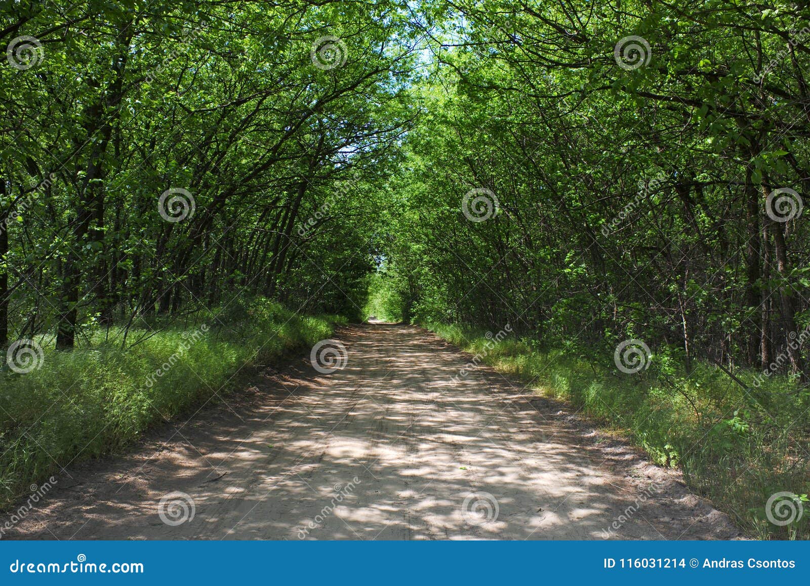 Forest Road in Spring, Dirt Road with Fresh Green Acacia Trees Stock ...