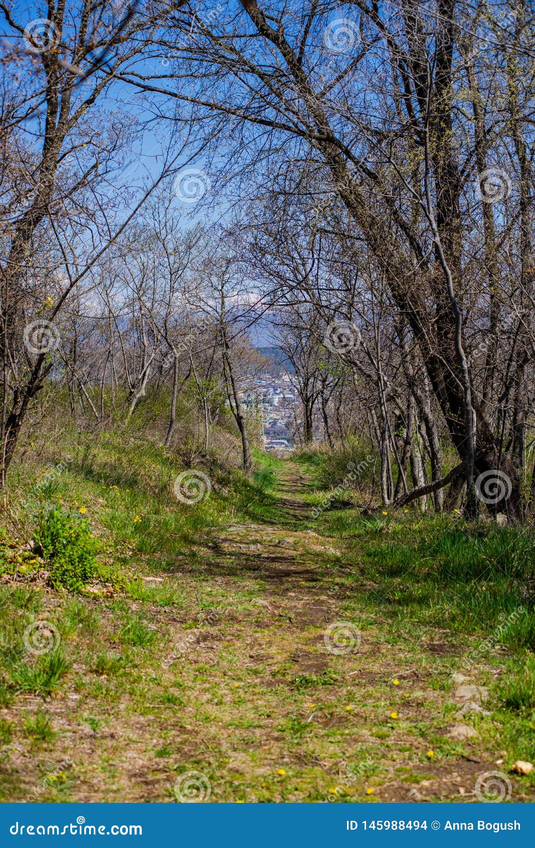 Forest road spring time stock photo. Image of curve - 145988494