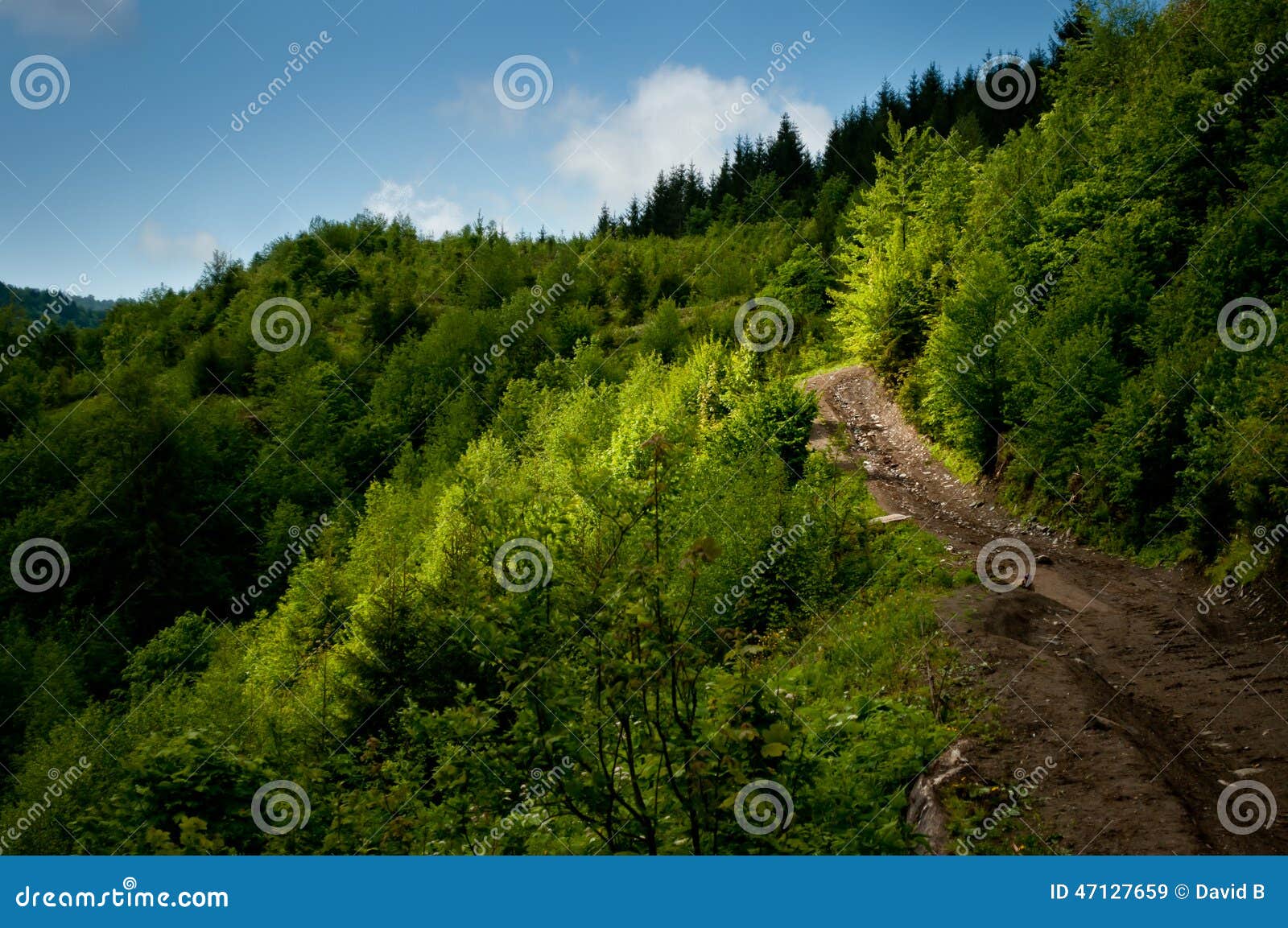 Forest road in spring stock image. Image of mountains - 47127659